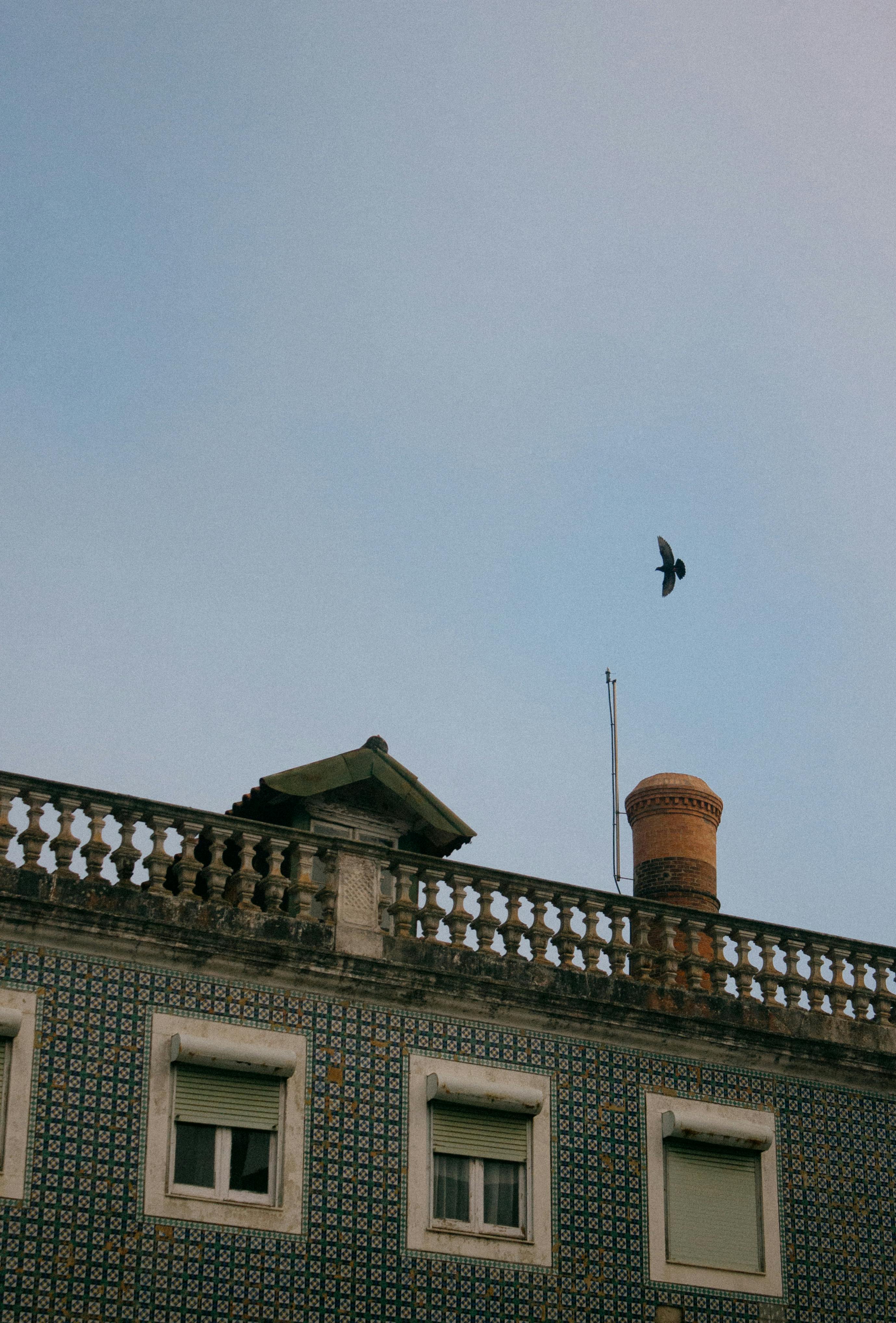 Bird Flying over House Roof · Free Stock Photo