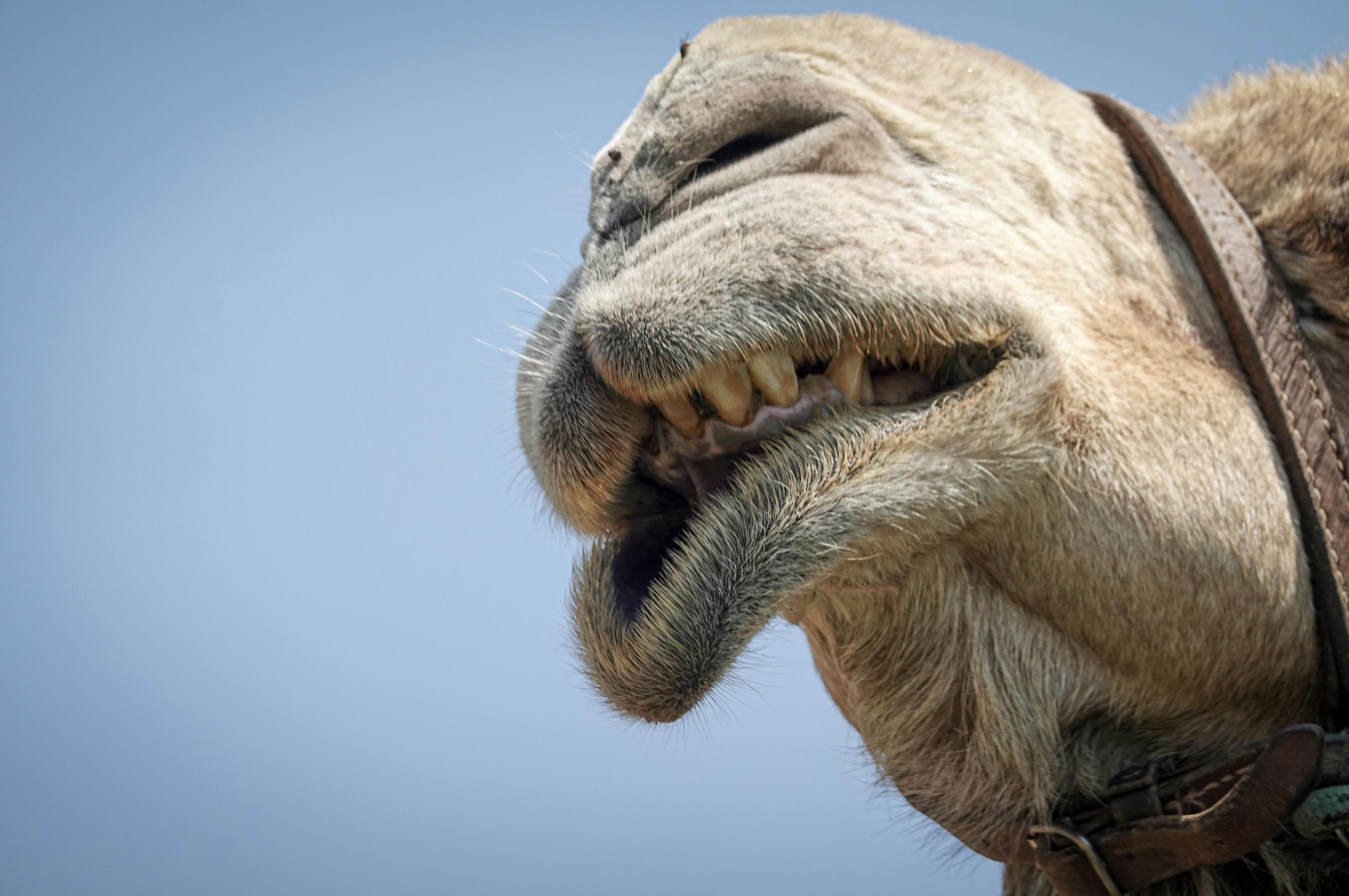 Camel Teeth Photos, Download The BEST Free Camel Teeth Stock Photos ...