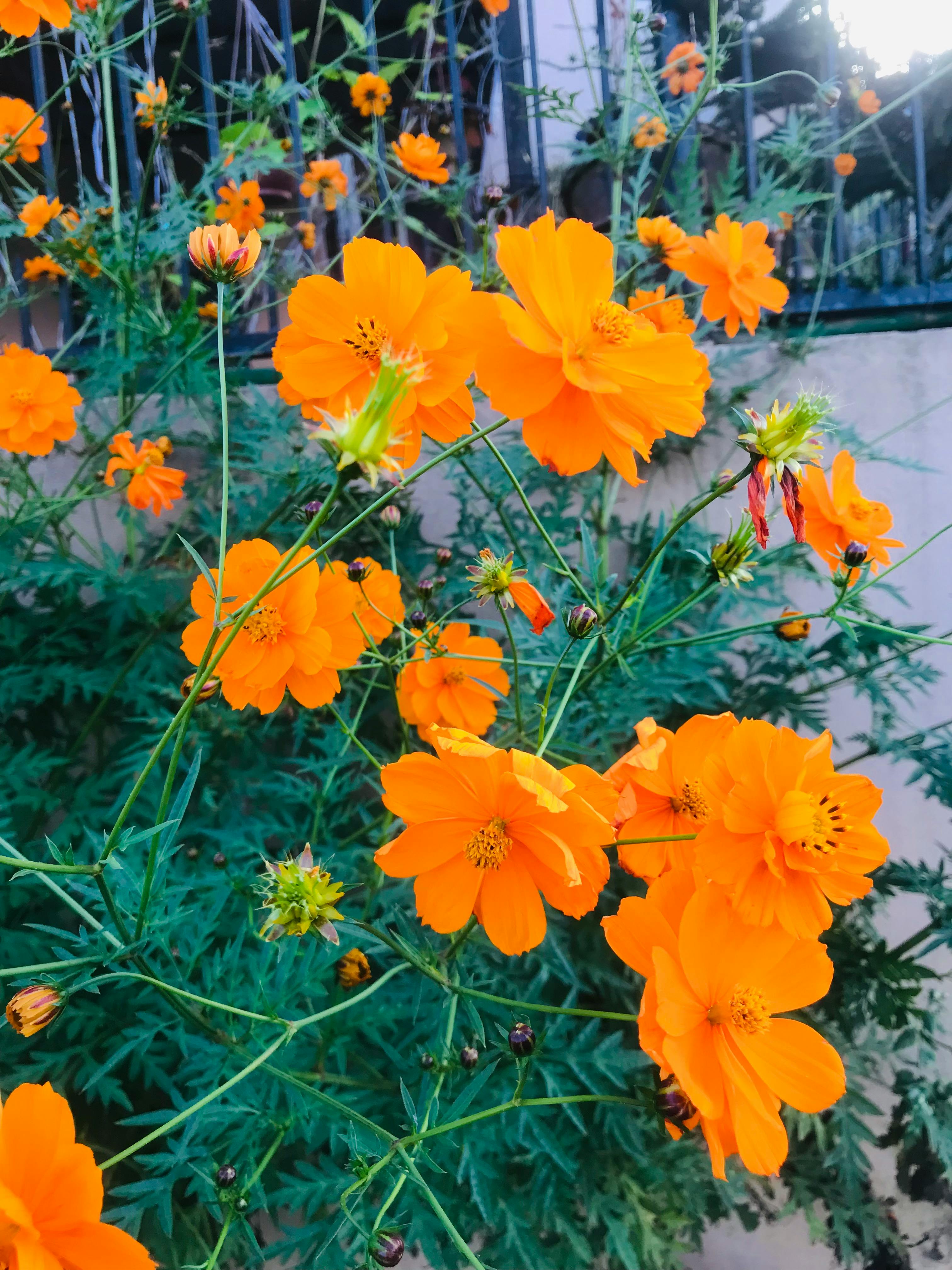 Sushil Devkota - Photography