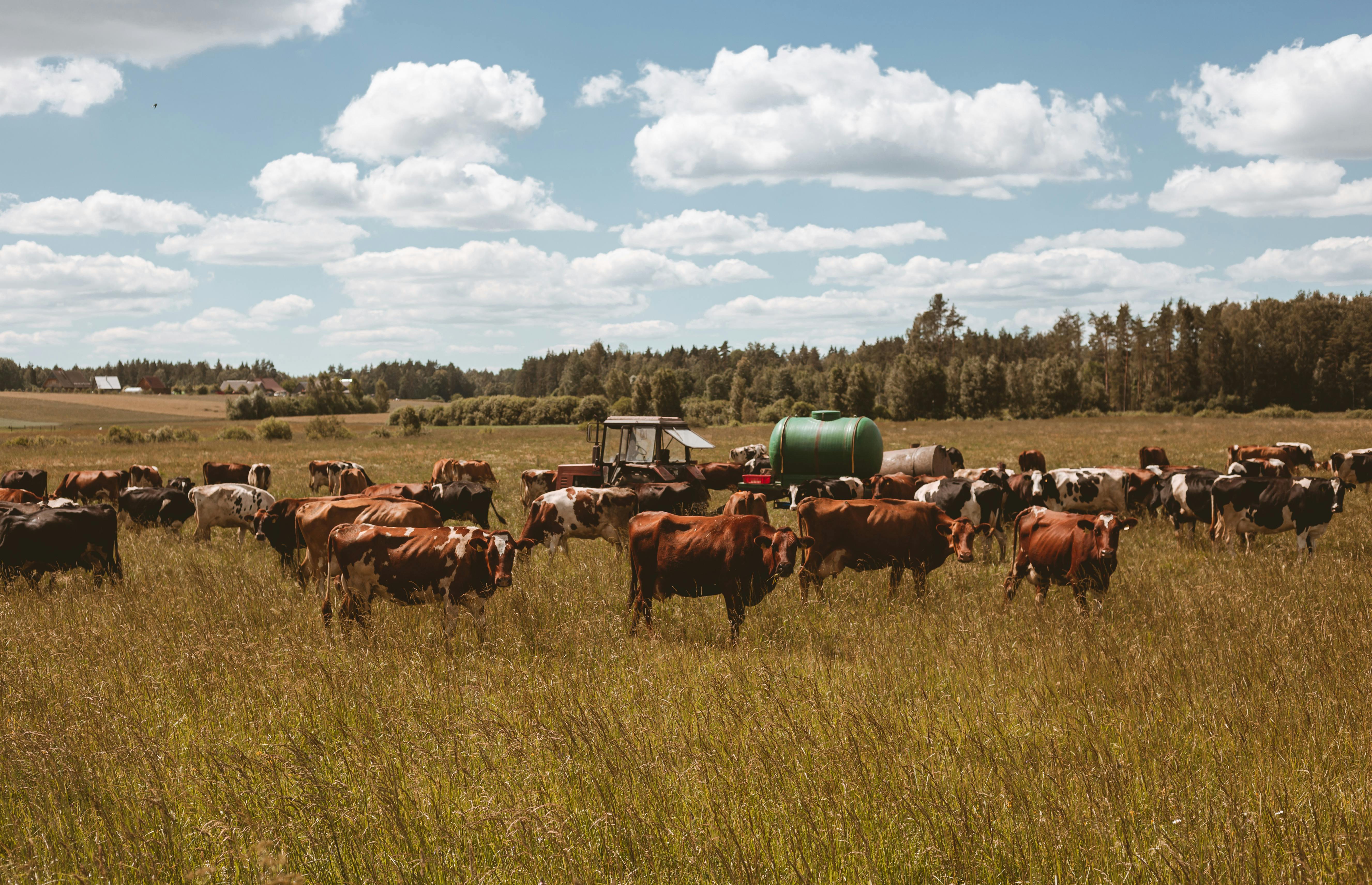 Herd of Cows in Field · Free Stock Photo