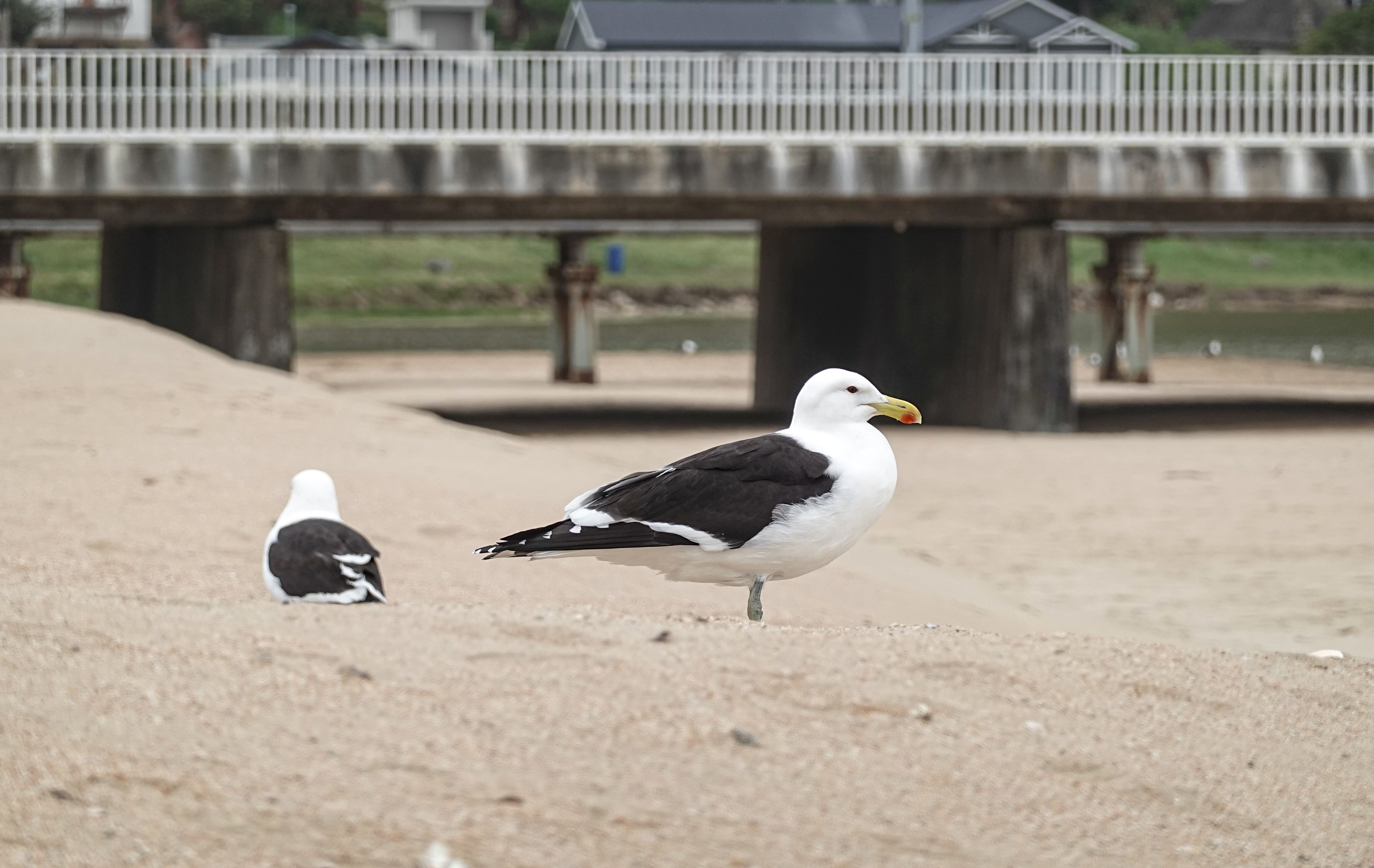 Samll Birds Photos, Download The BEST Free Samll Birds Stock Photos ...