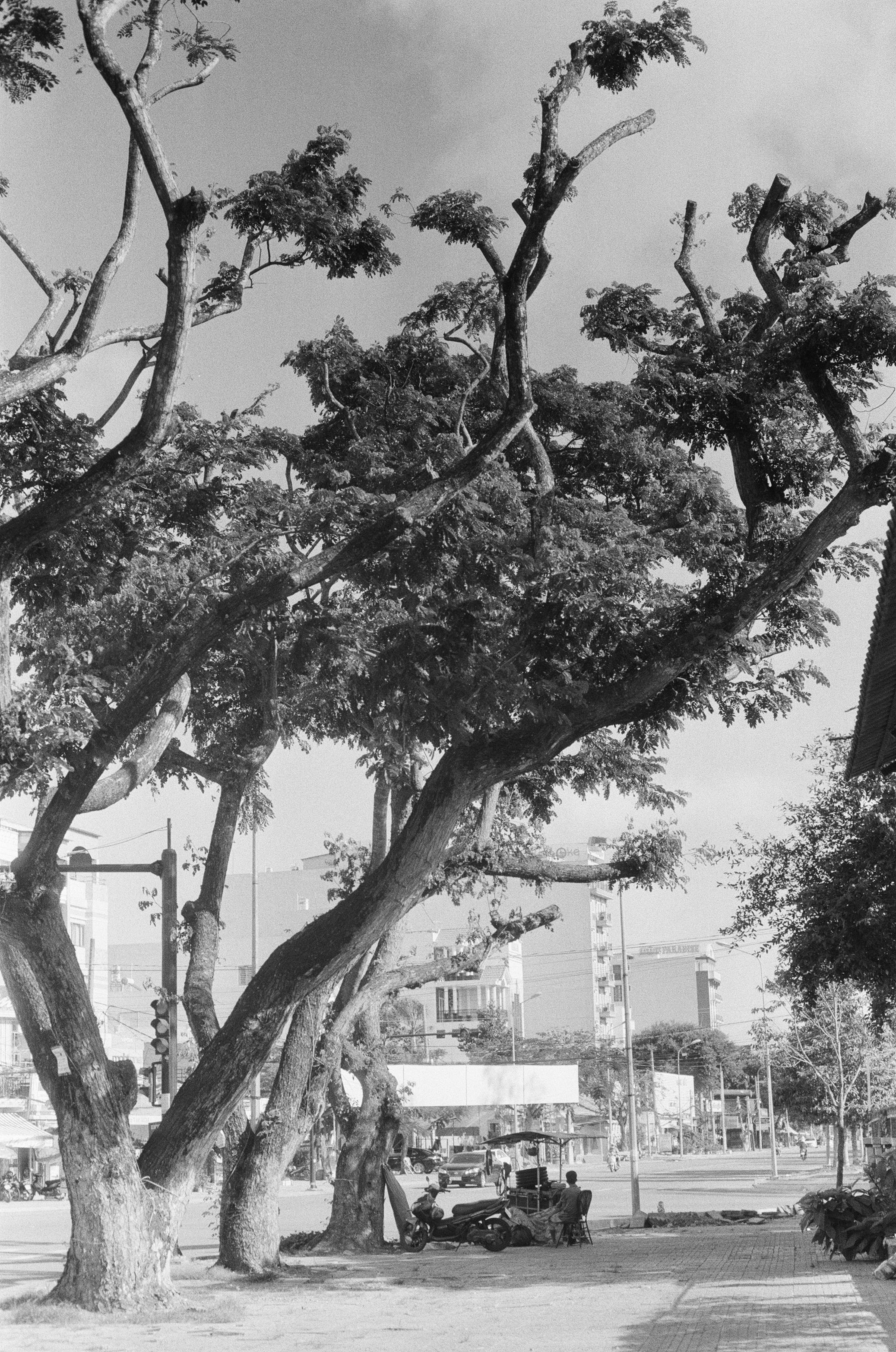 Large Trees Growing between a Street and a Sidewalk in City · Free ...