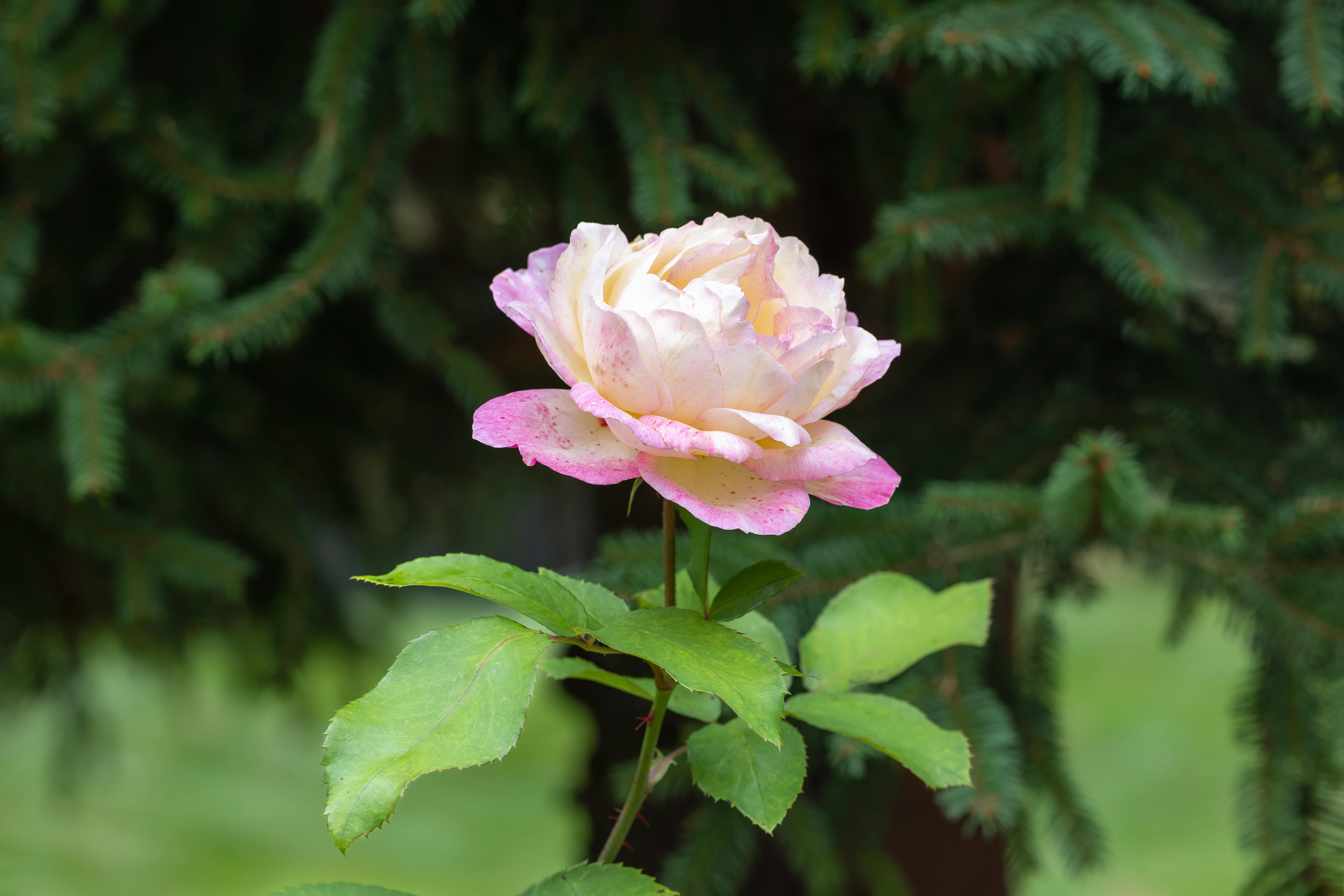 Rosa Caldo Photos, Download Free Rosa Caldo Stock Photos & HD Images