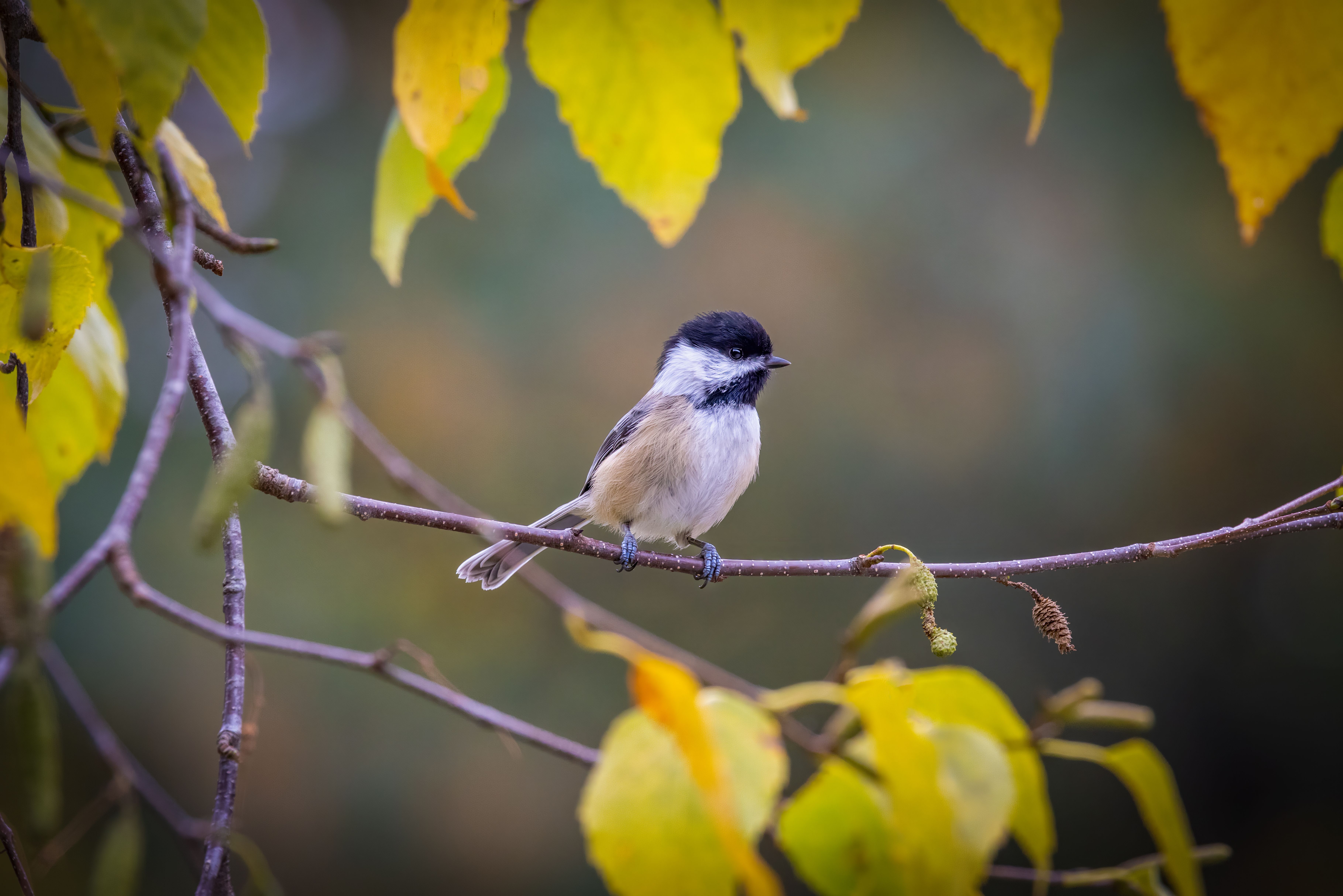 Close-Up Shot of a Black-Capped Chickadee · Free Stock Photo