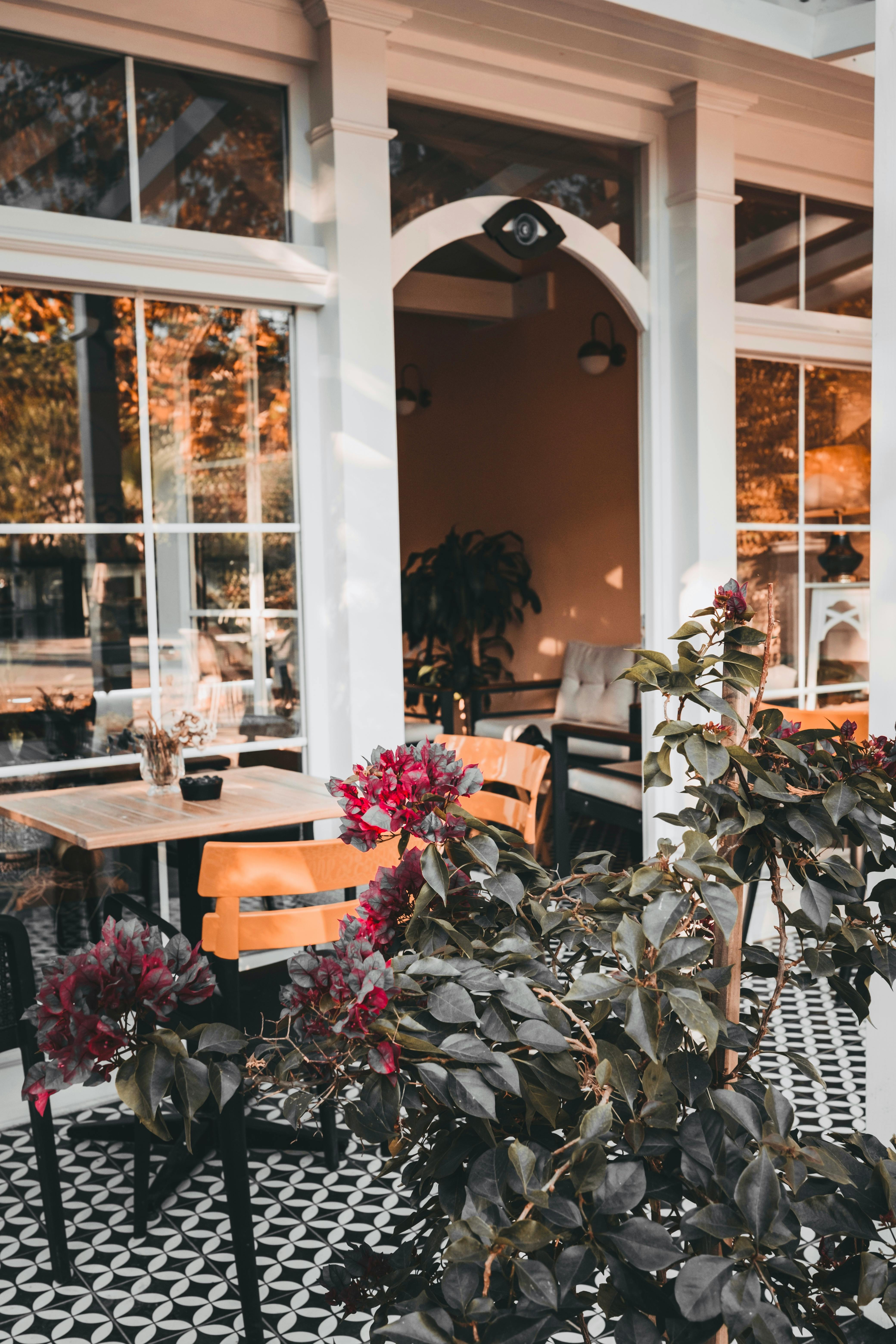Cafe Terrace with a Plant and Reflection in Glass · Free Stock Photo