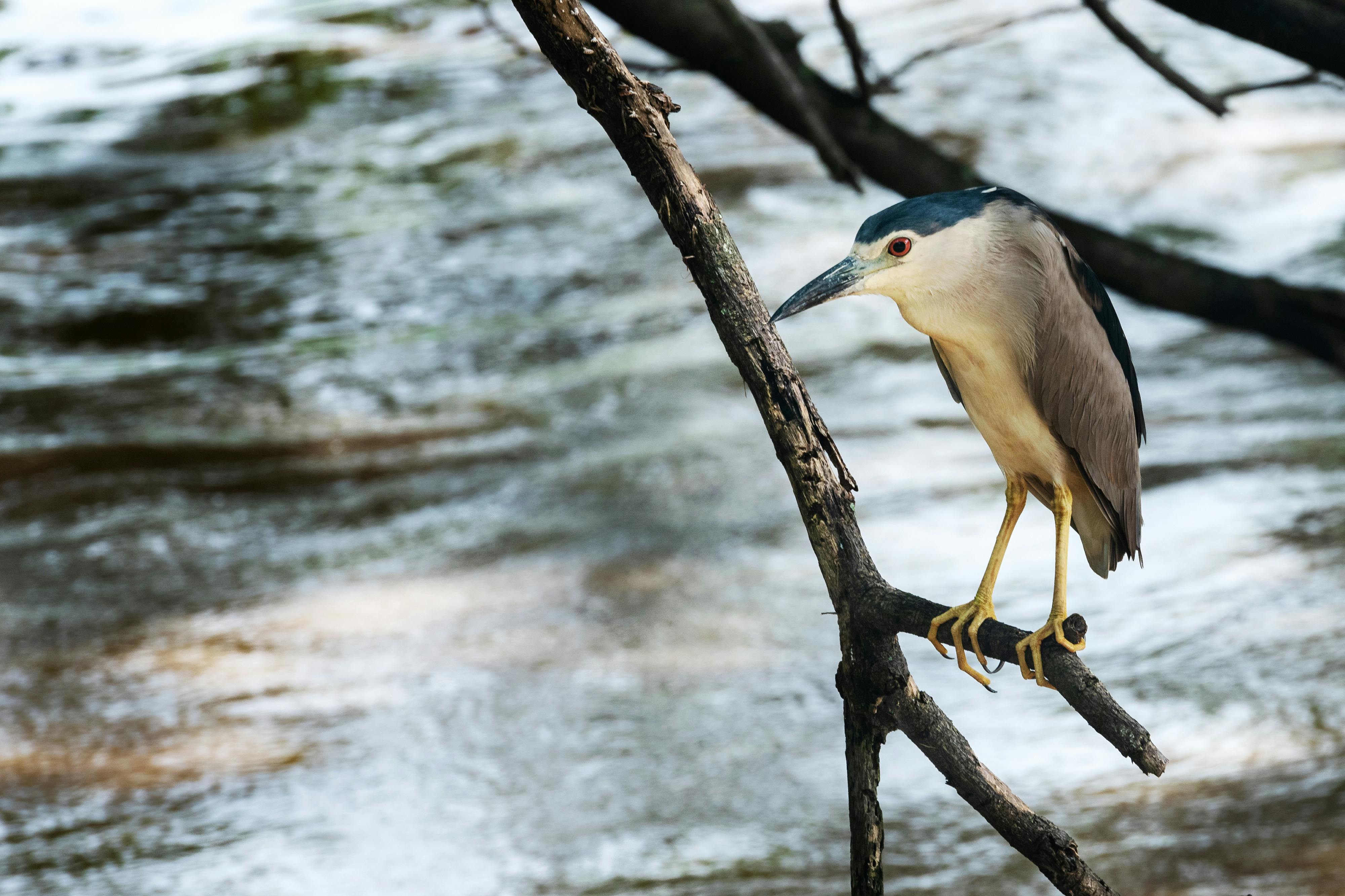 Brown Bird Clinging in the Tree · Free Stock Photo