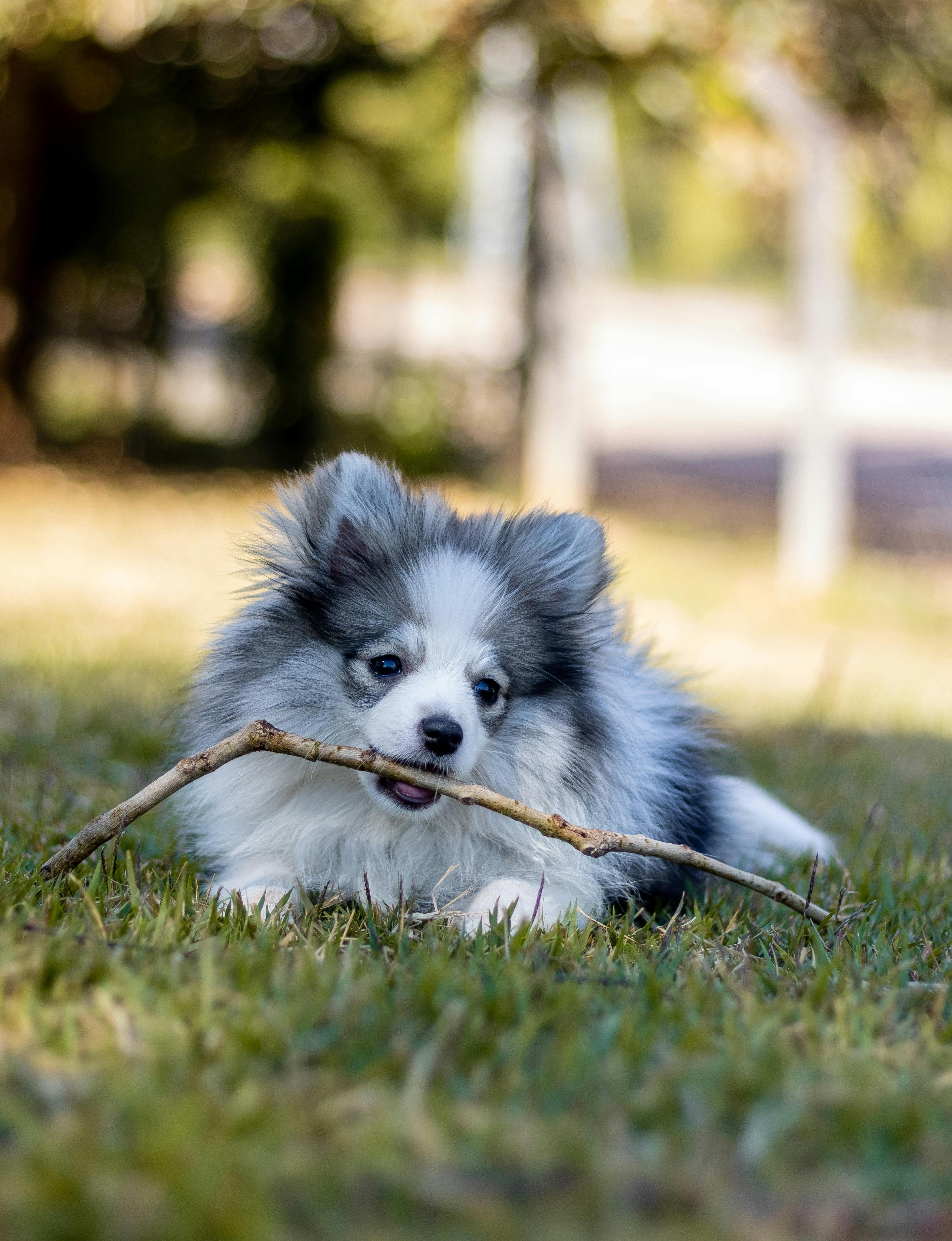 Brown Pomeranian Puppy on Grey Concrete Floor · Free Stock Photo