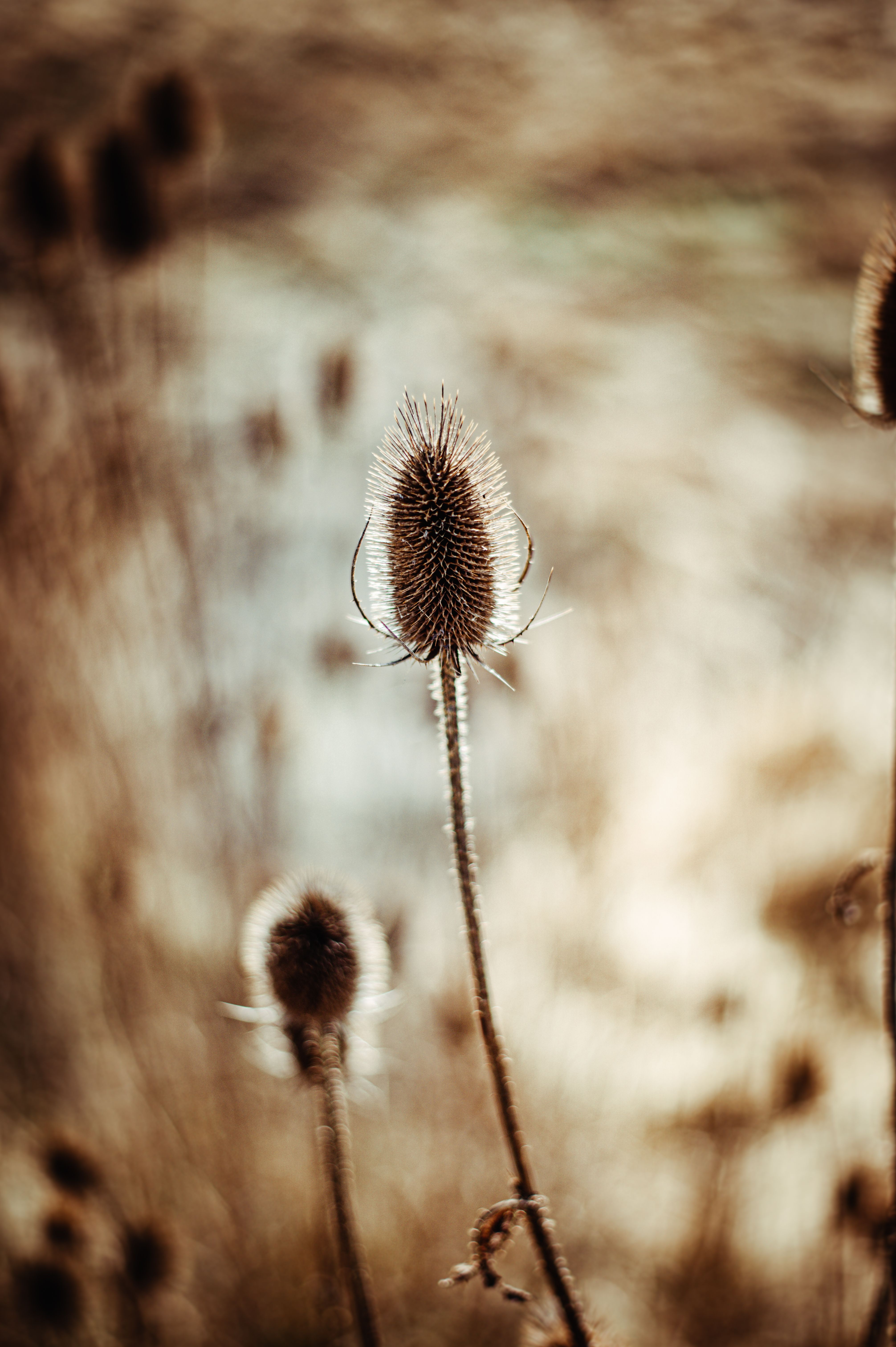 Thin Photos, Download The BEST Free Thin Stock Photos & HD Images