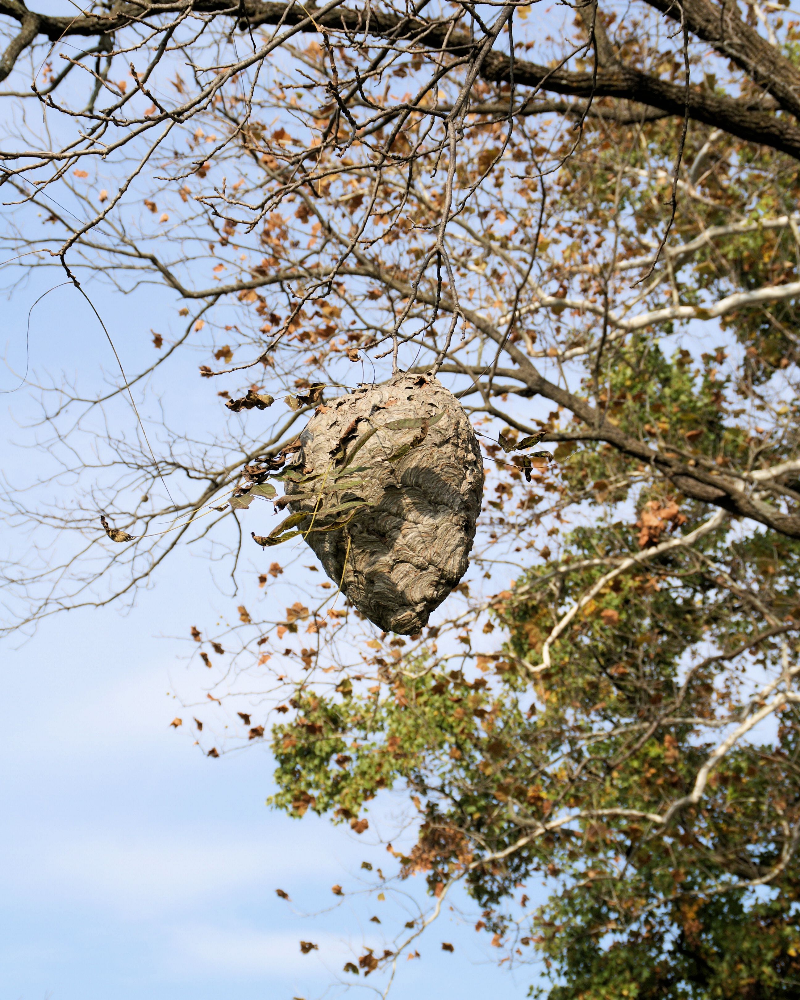 Beehive on Tree · Free Stock Photo