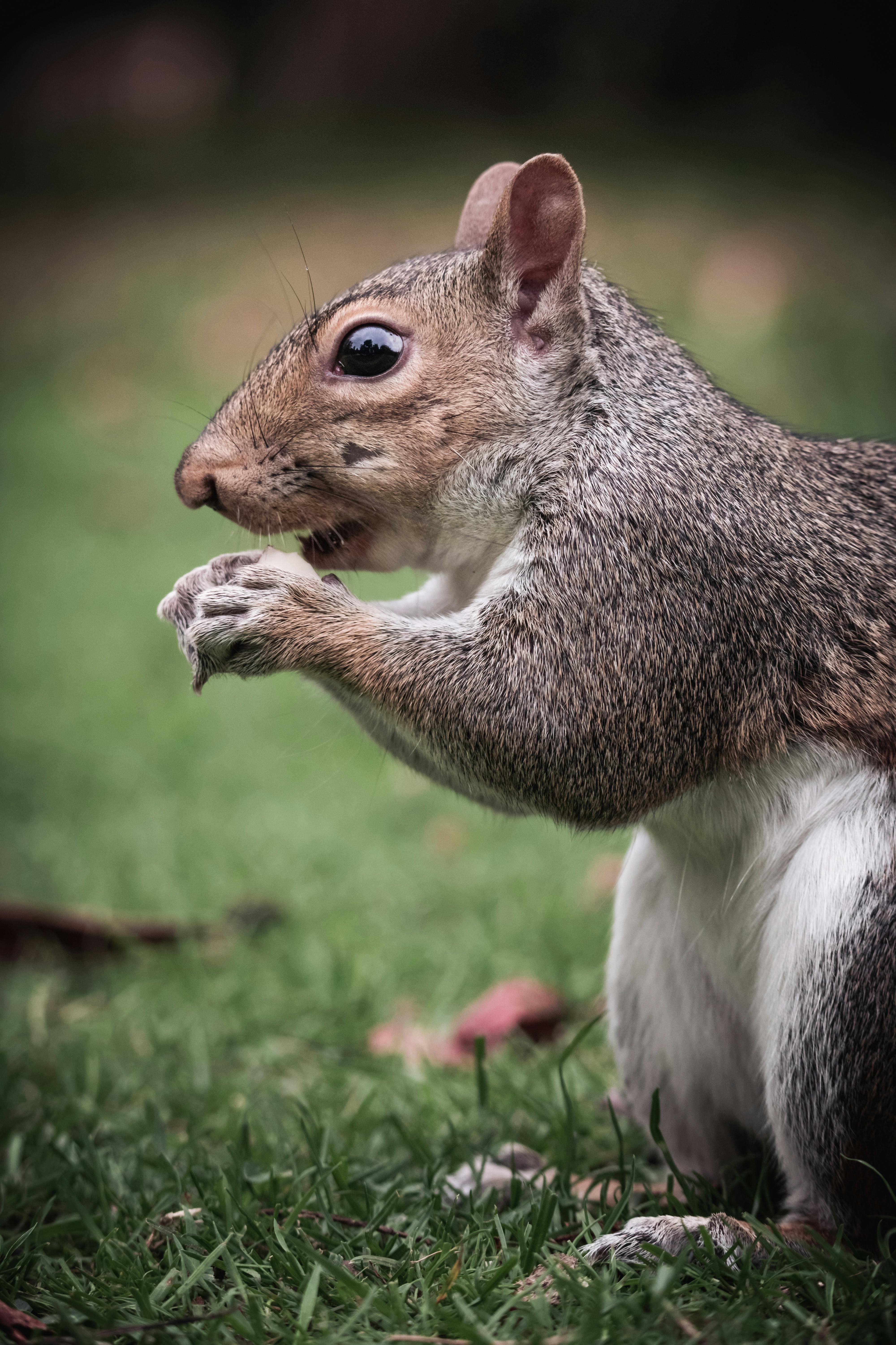 Close-Up Shot of a Squirrel · Free Stock Photo