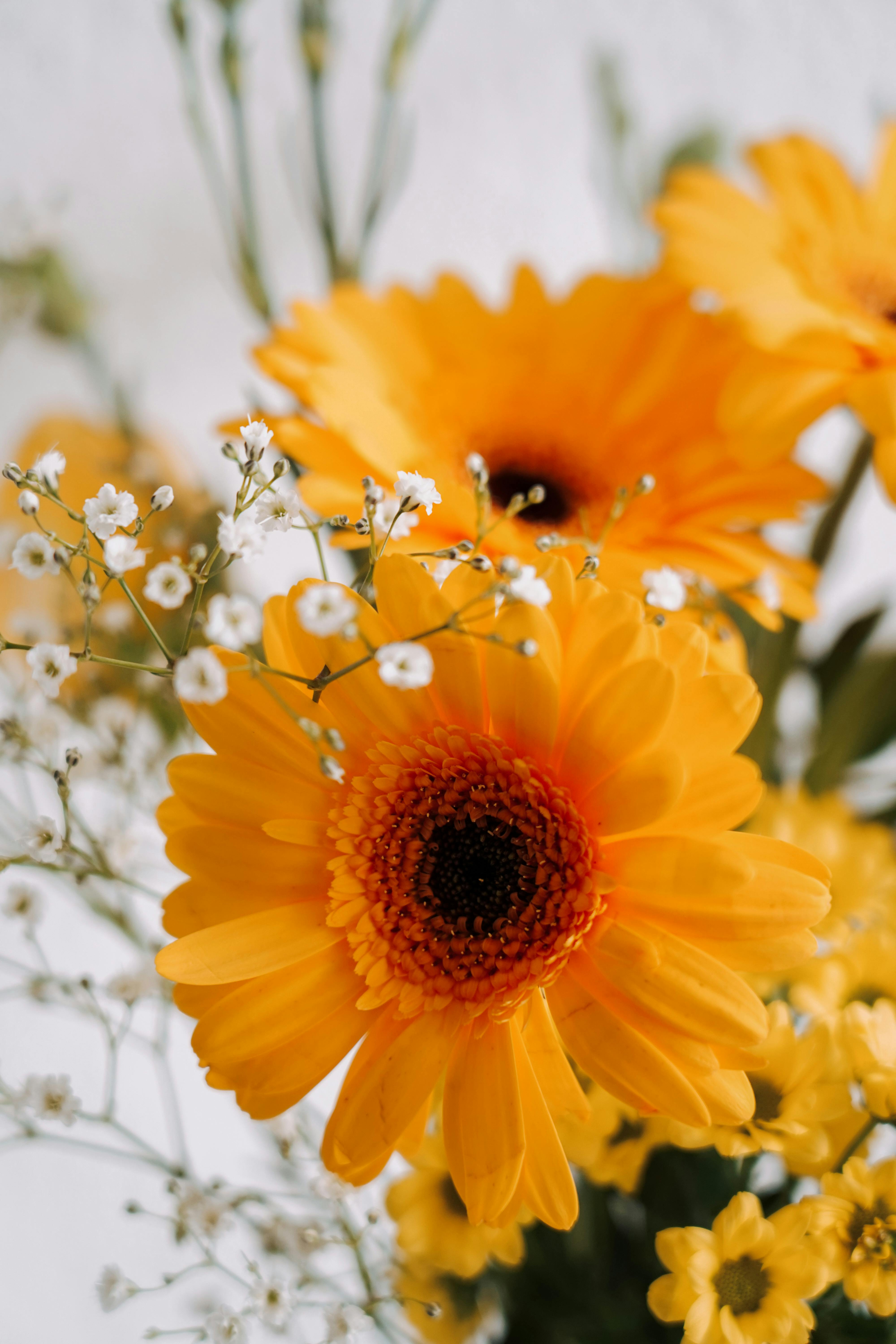 Macro Photography of Orange Flowers · Free Stock Photo