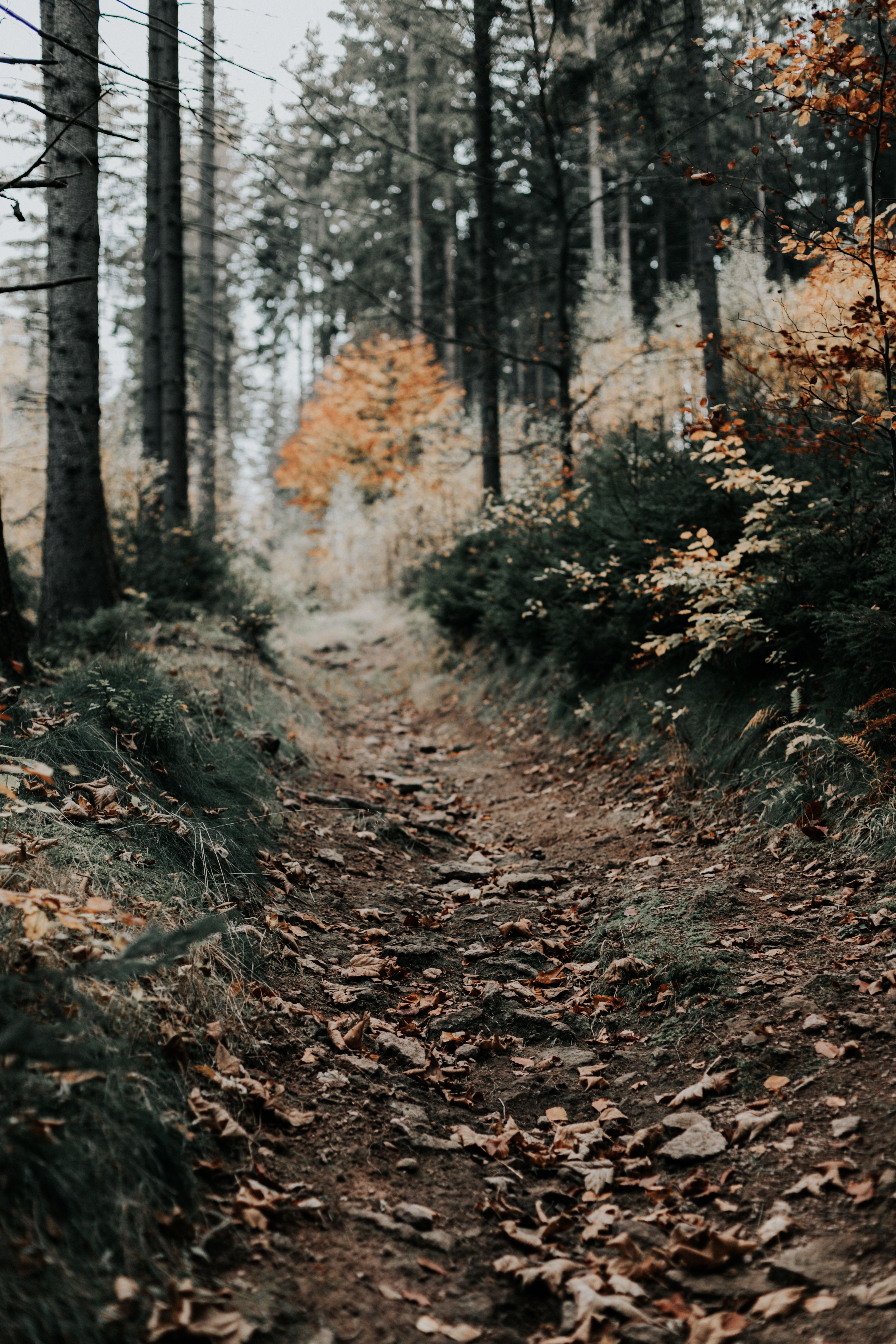 4k Wallpaper Forest Path Photos, Download The BEST Free 4k Wallpaper ...