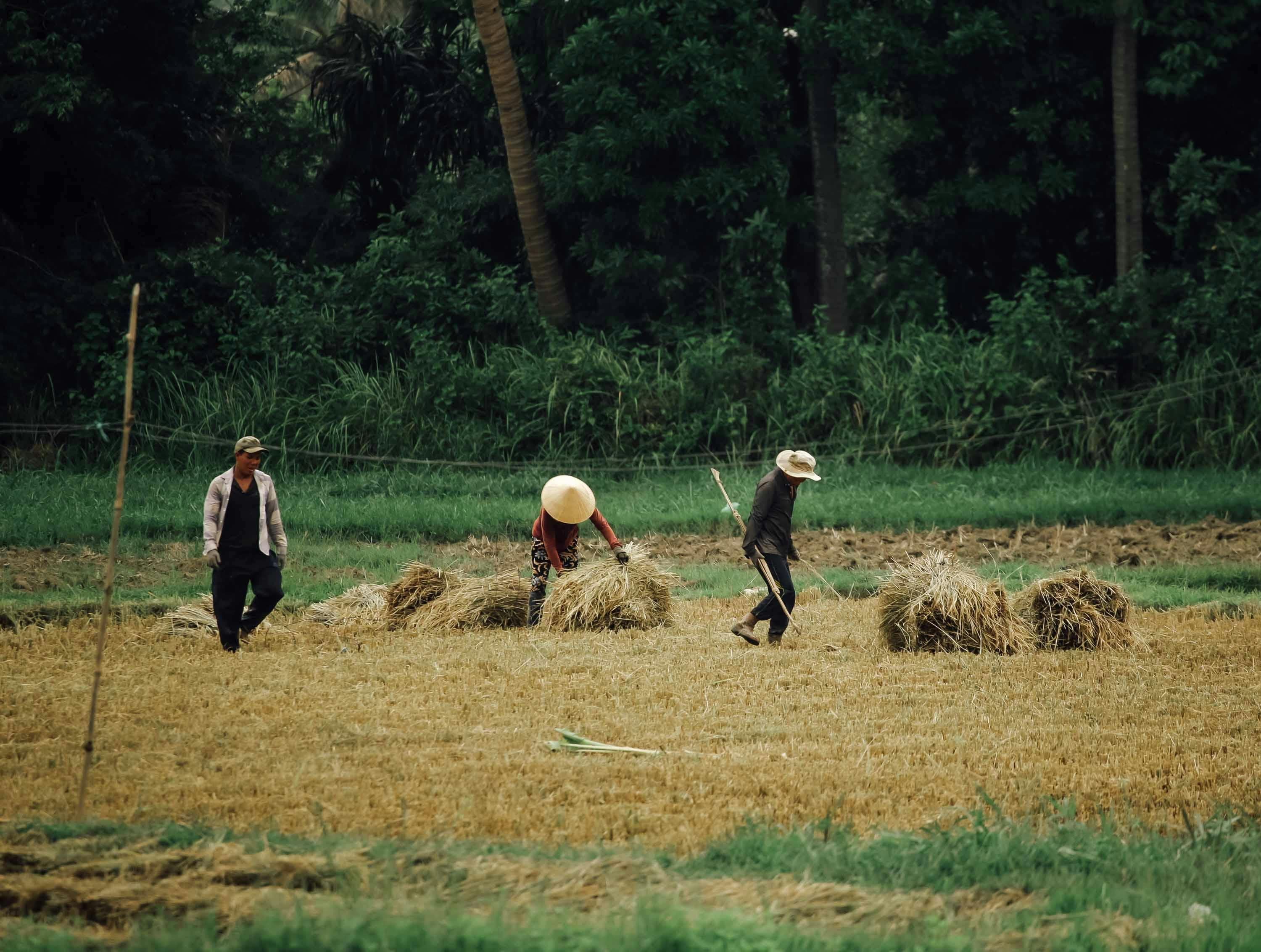 Men Working on Field · Free Stock Photo