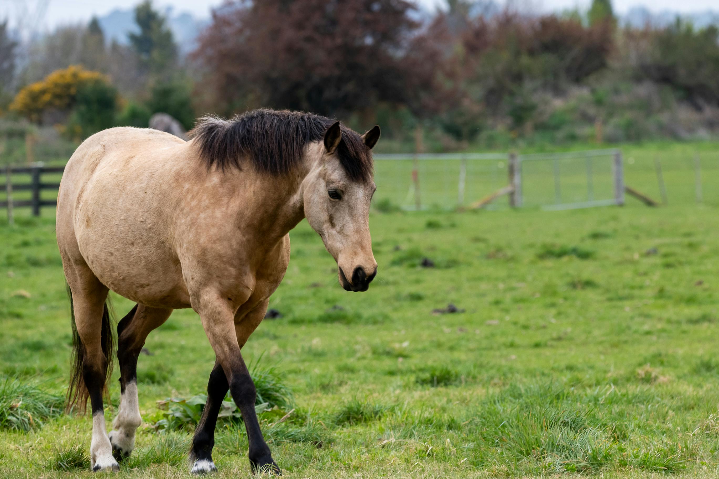 Horse with Saddle near Forest · Free Stock Photo