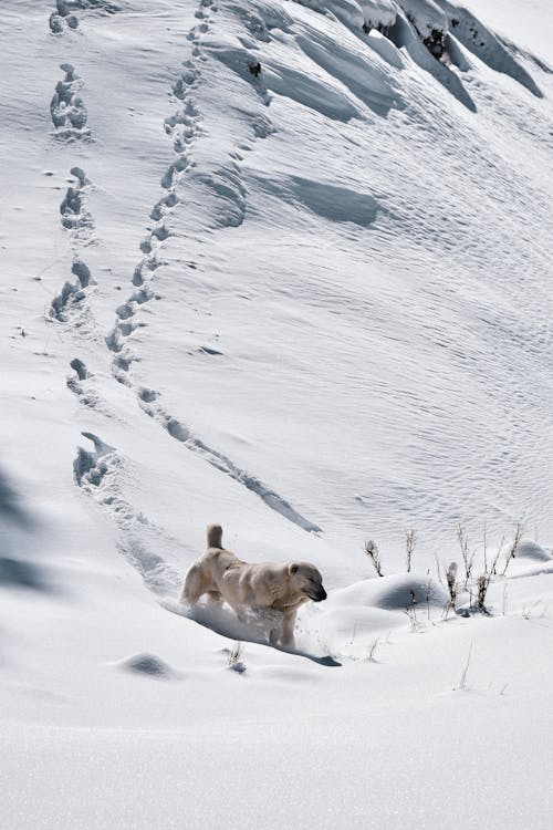 Small Dog Walking in Snow · Free Stock Photo Small Dog Walking in Snow · Free Stock Photo
