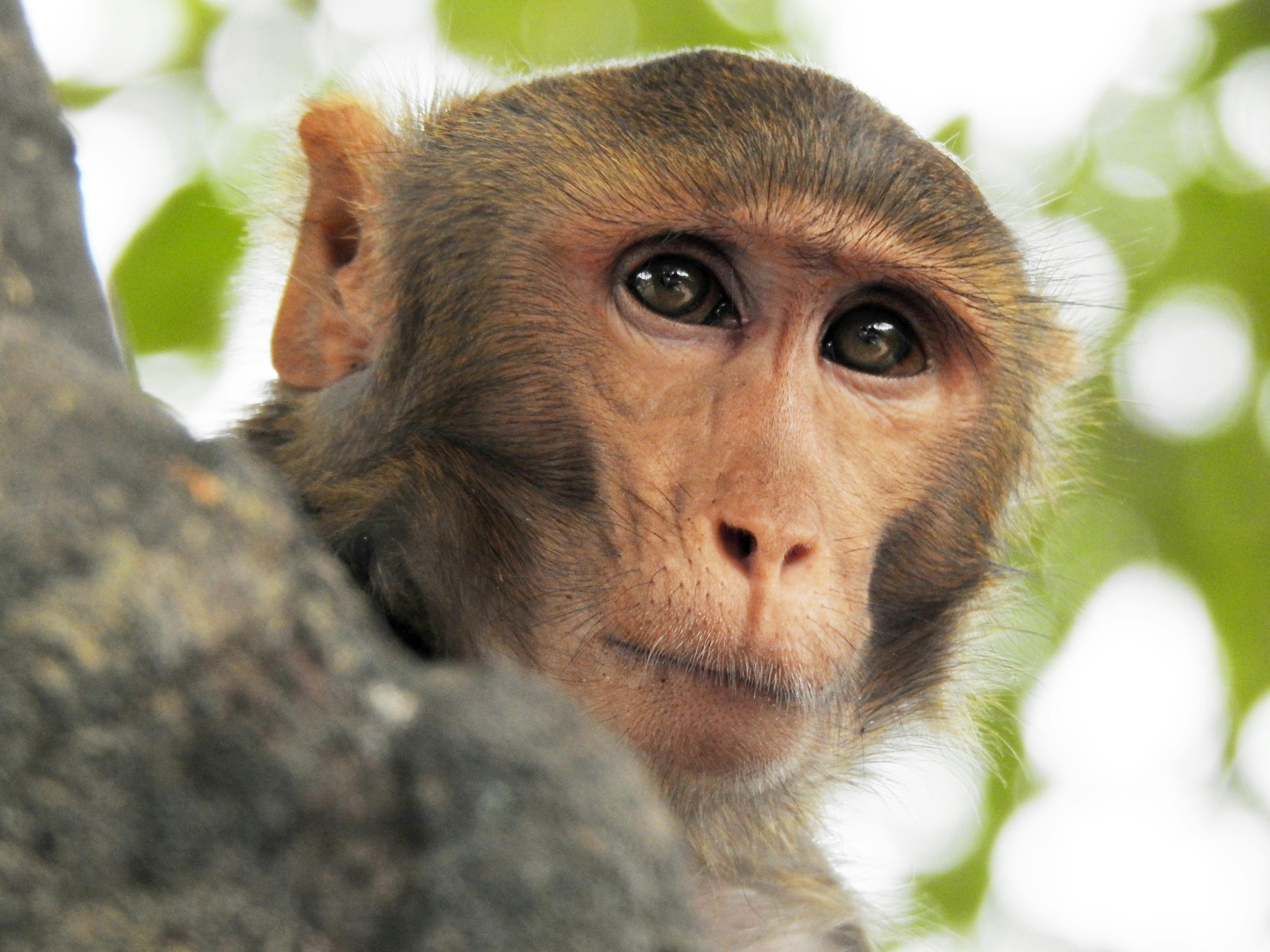 Close-Up Shot of a Brown Monkey on a Tree · Free Stock Photo