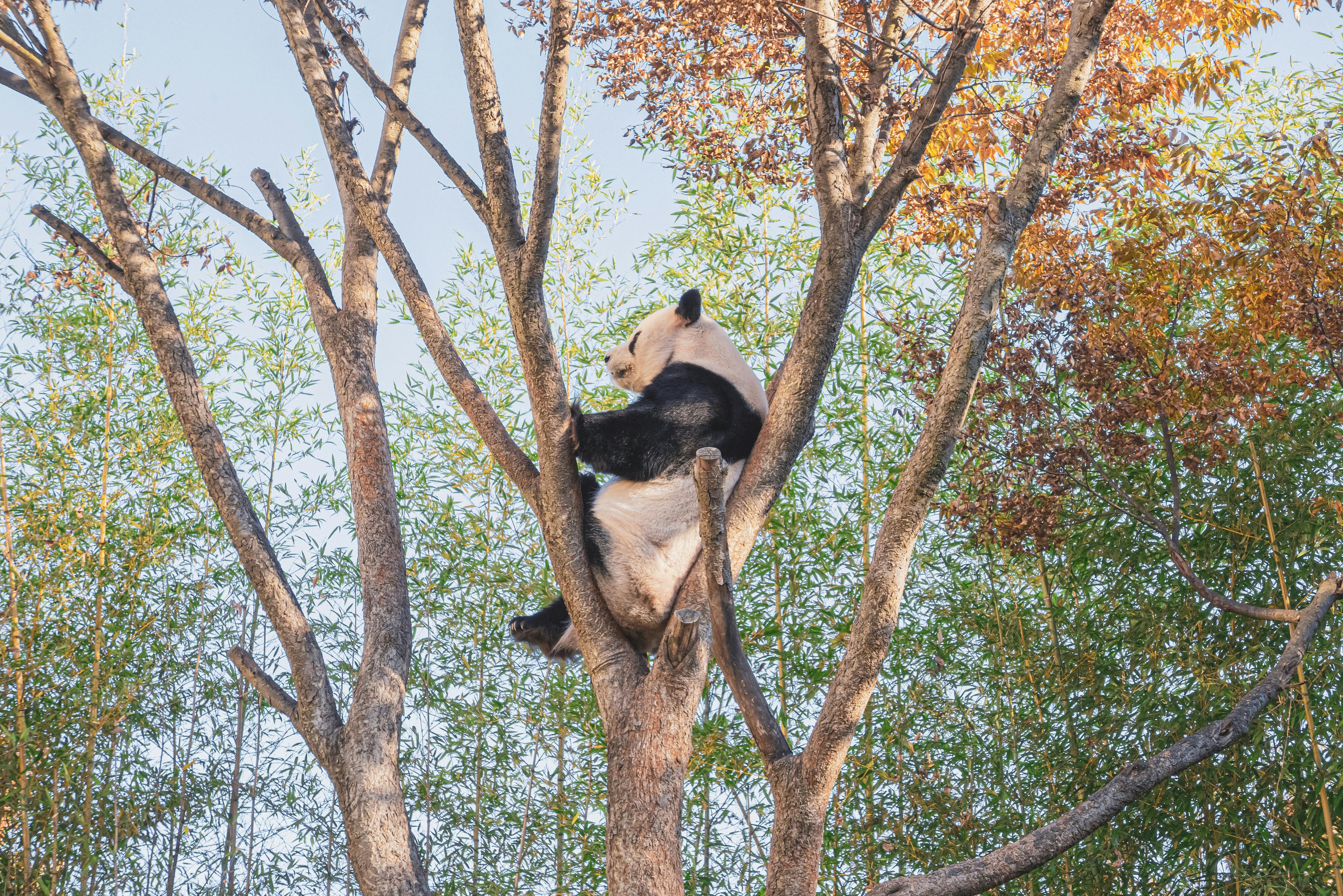 Panda on Tree · Free Stock Photo
