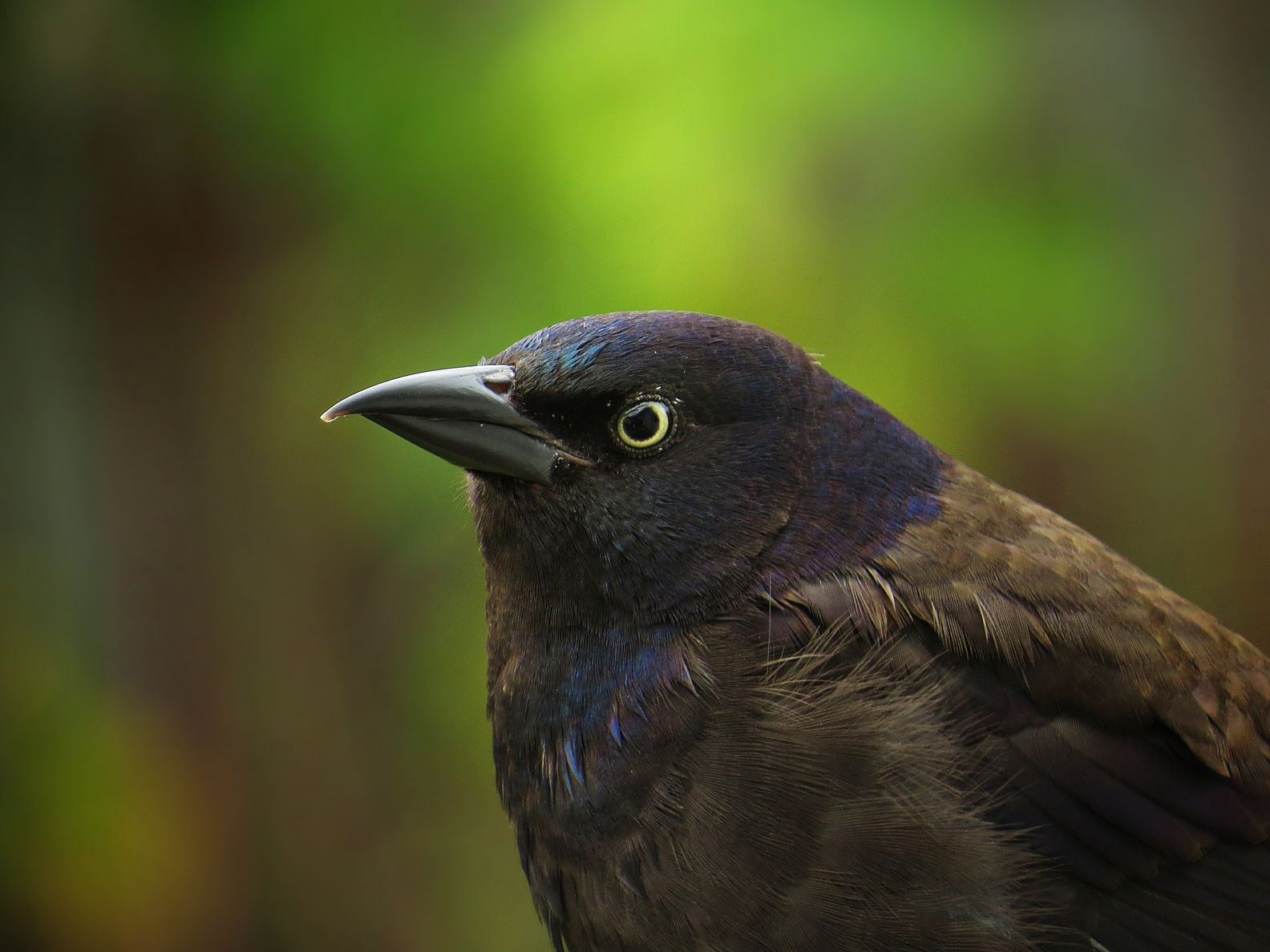 New Caledonian Crow Innovations and Habitat Secrets Revealed