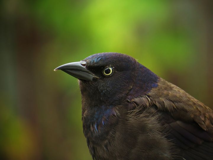 New Caledonian Crow Innovations and Habitat Secrets Revealed