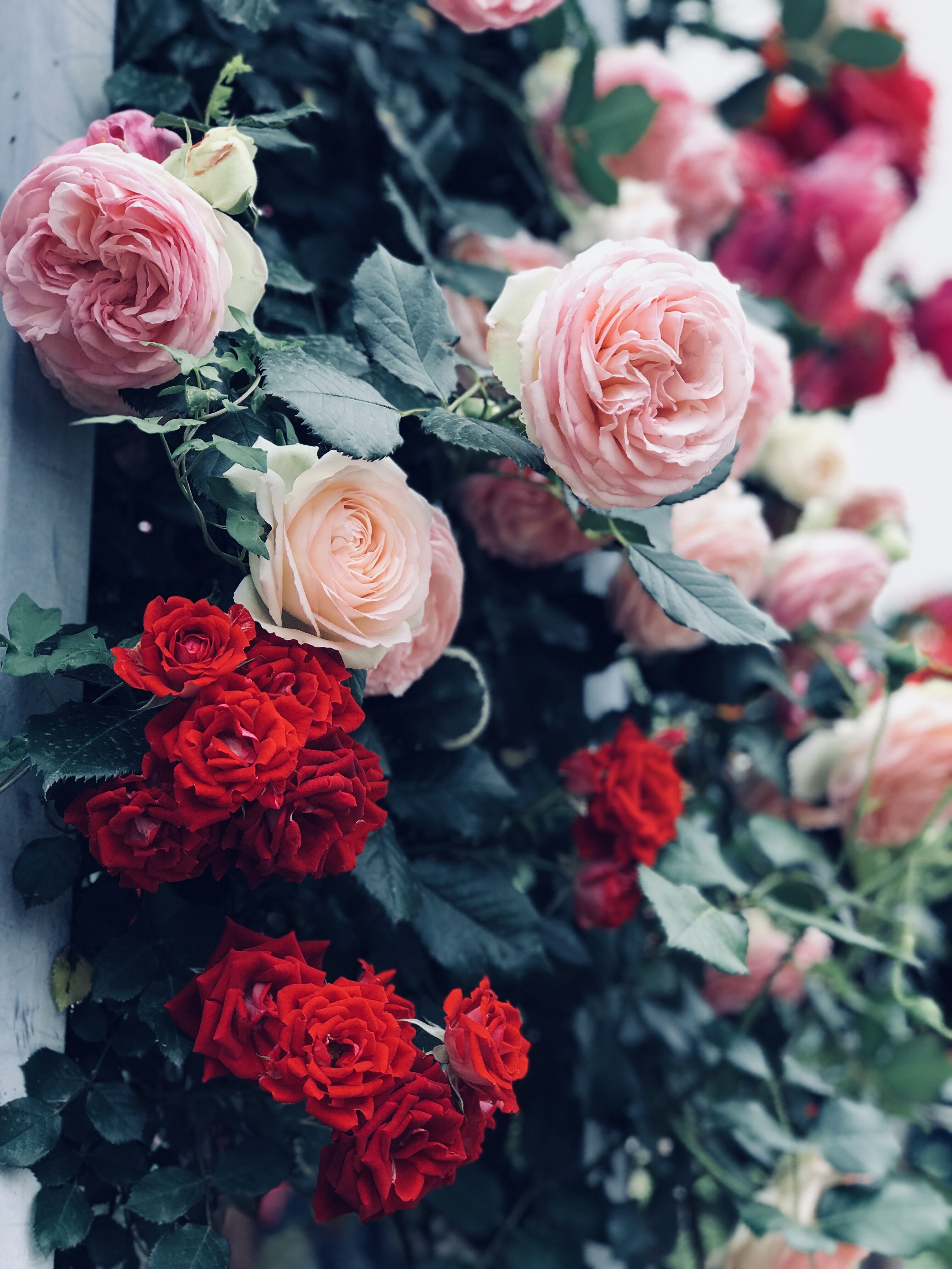 Close-Up Shot of Roses · Free Stock Photo