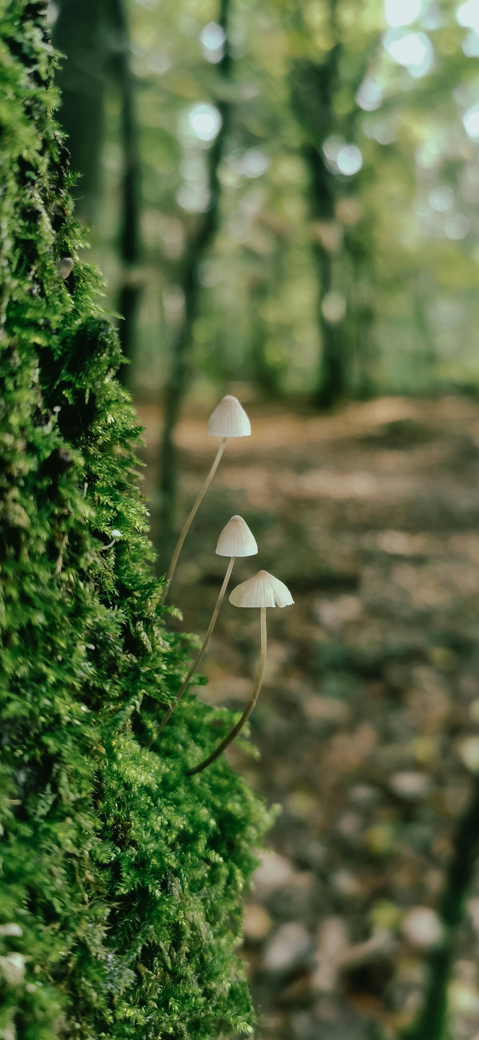 60.000+ Deep Forest Bilder und Fotos · Kostenlos Downloaden · Pexels ...