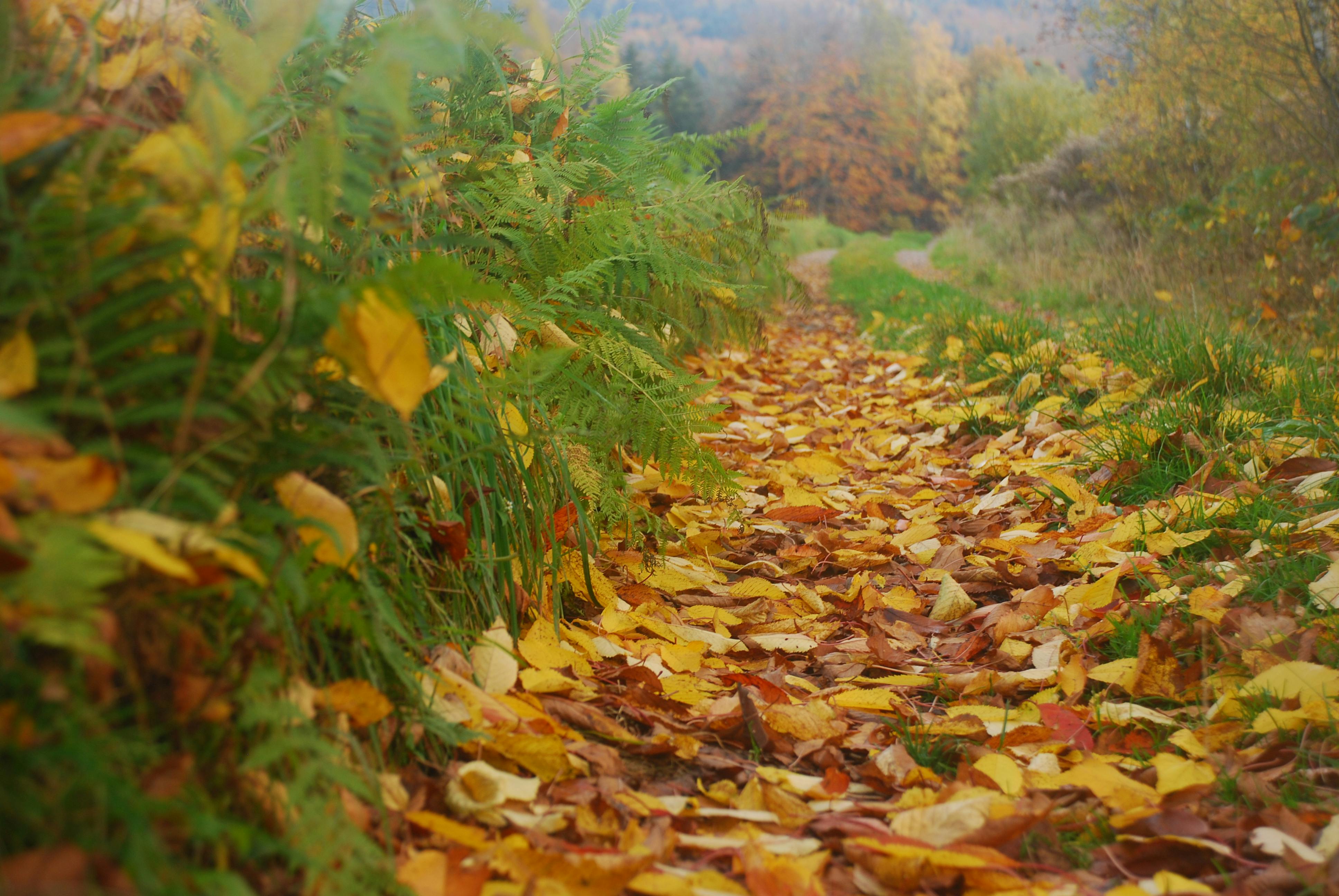 Close up of Leaves on a Path · Free Stock Photo