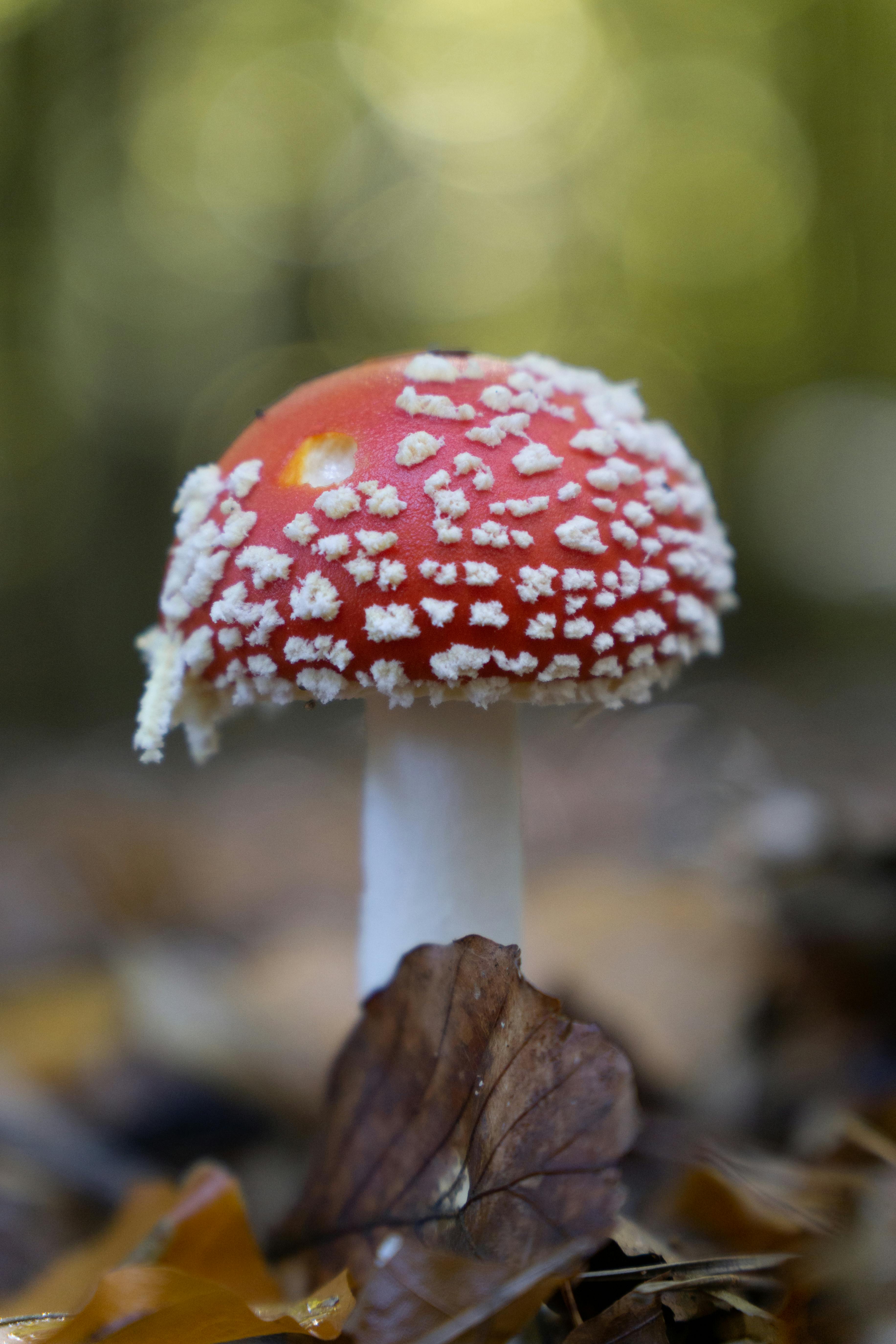 Close-Up Shot of a Mushroom · Free Stock Photo