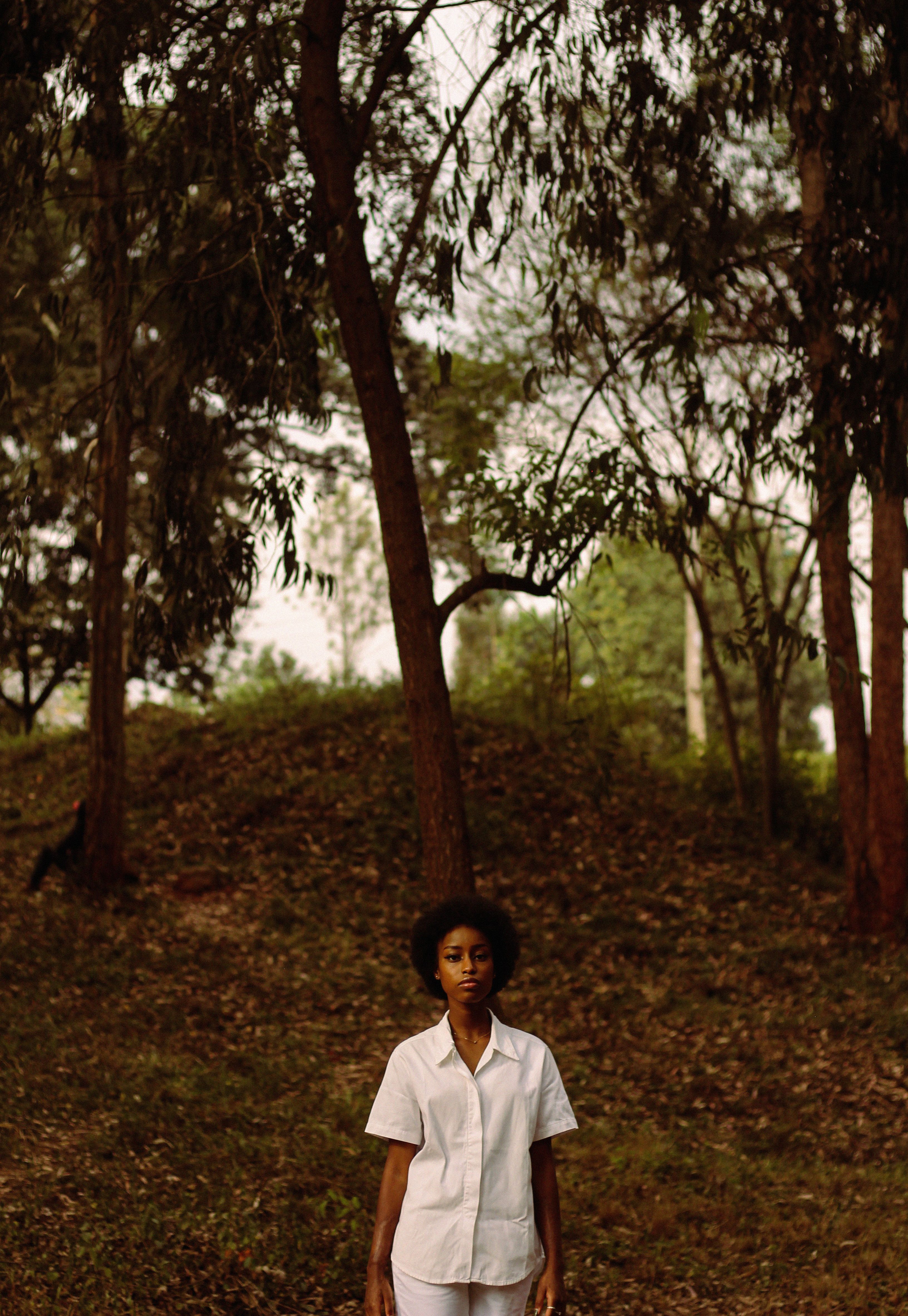African Forest Photos, Download The BEST Free African Forest Stock ...