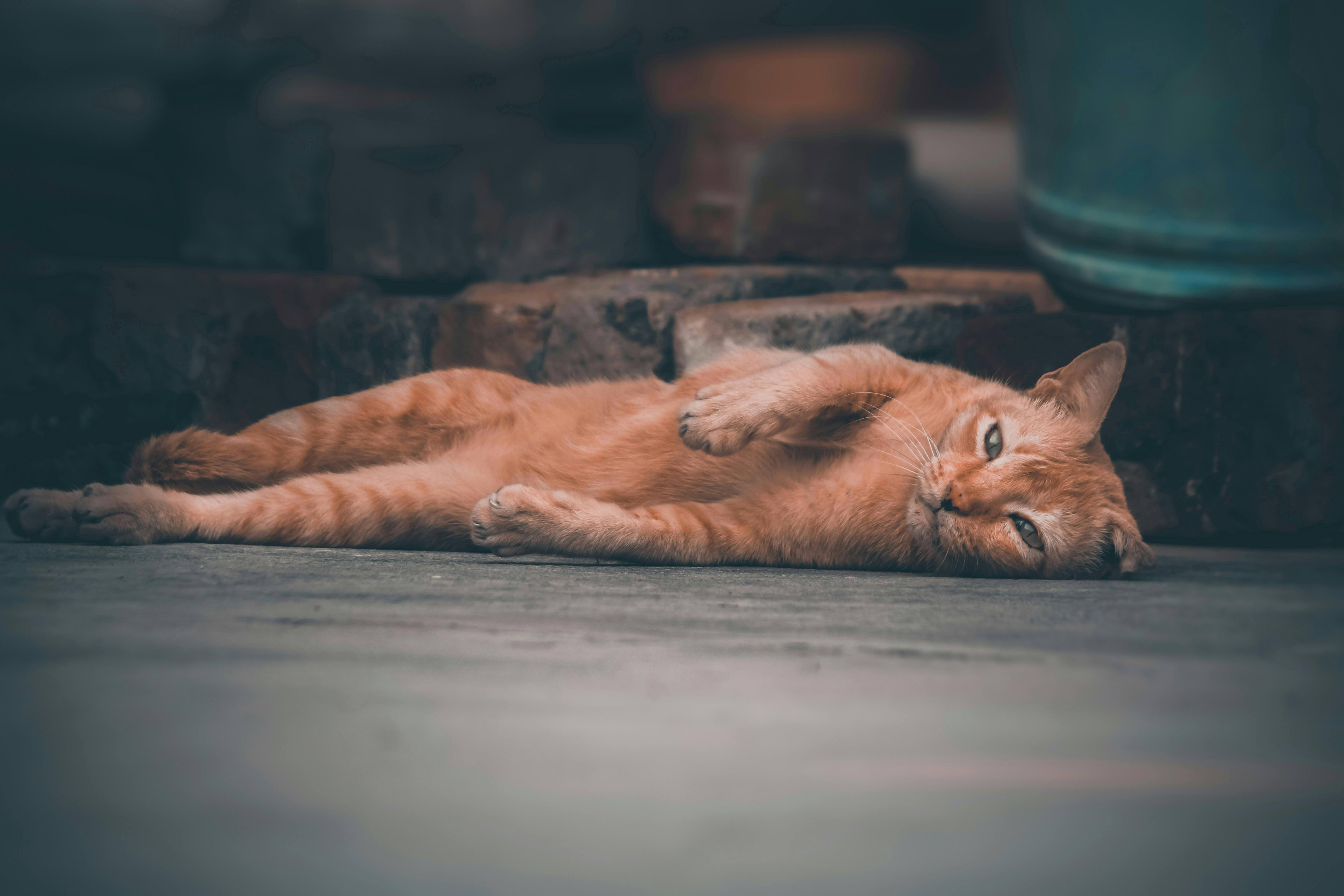 Talib Ali Khan - Photographie