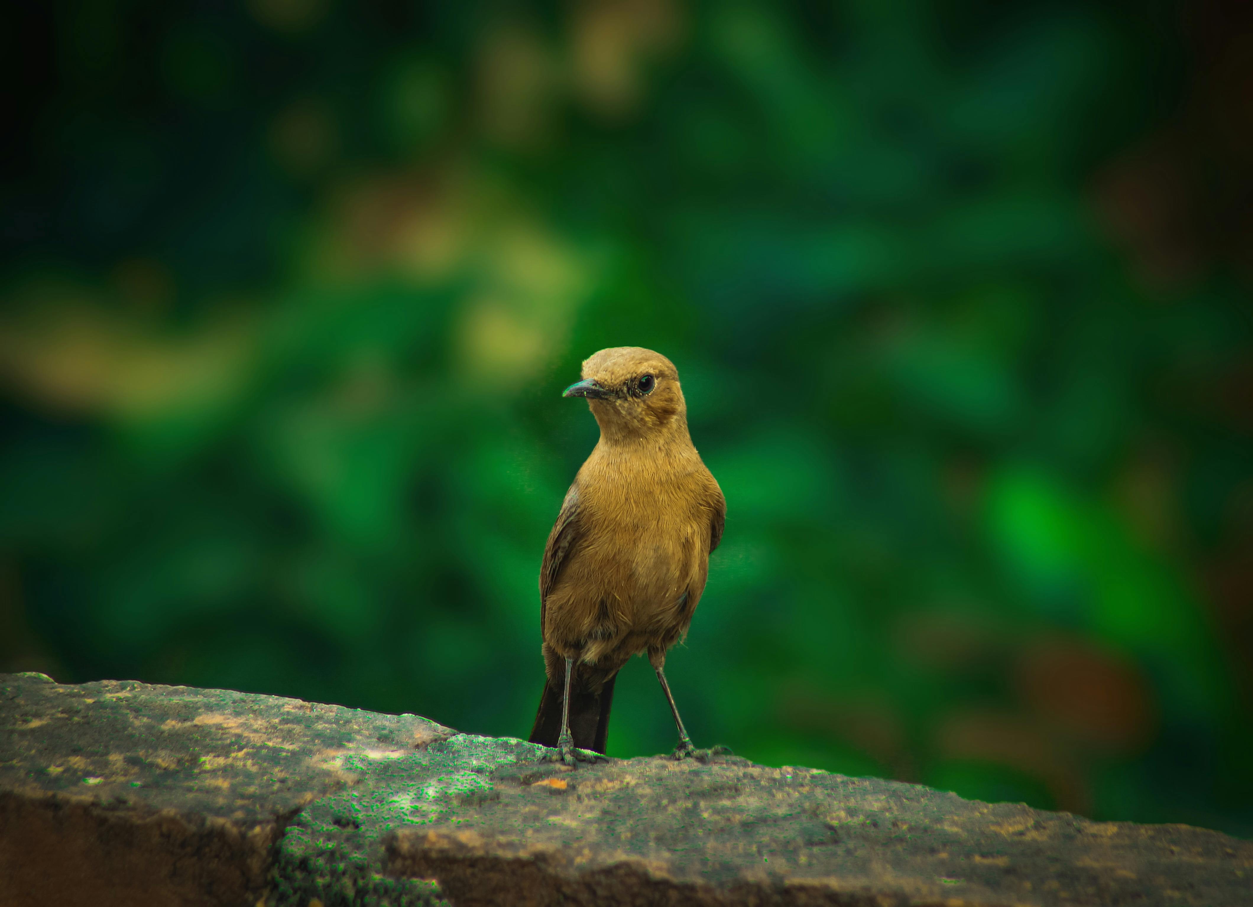 Talib Ali Khan - Photographie