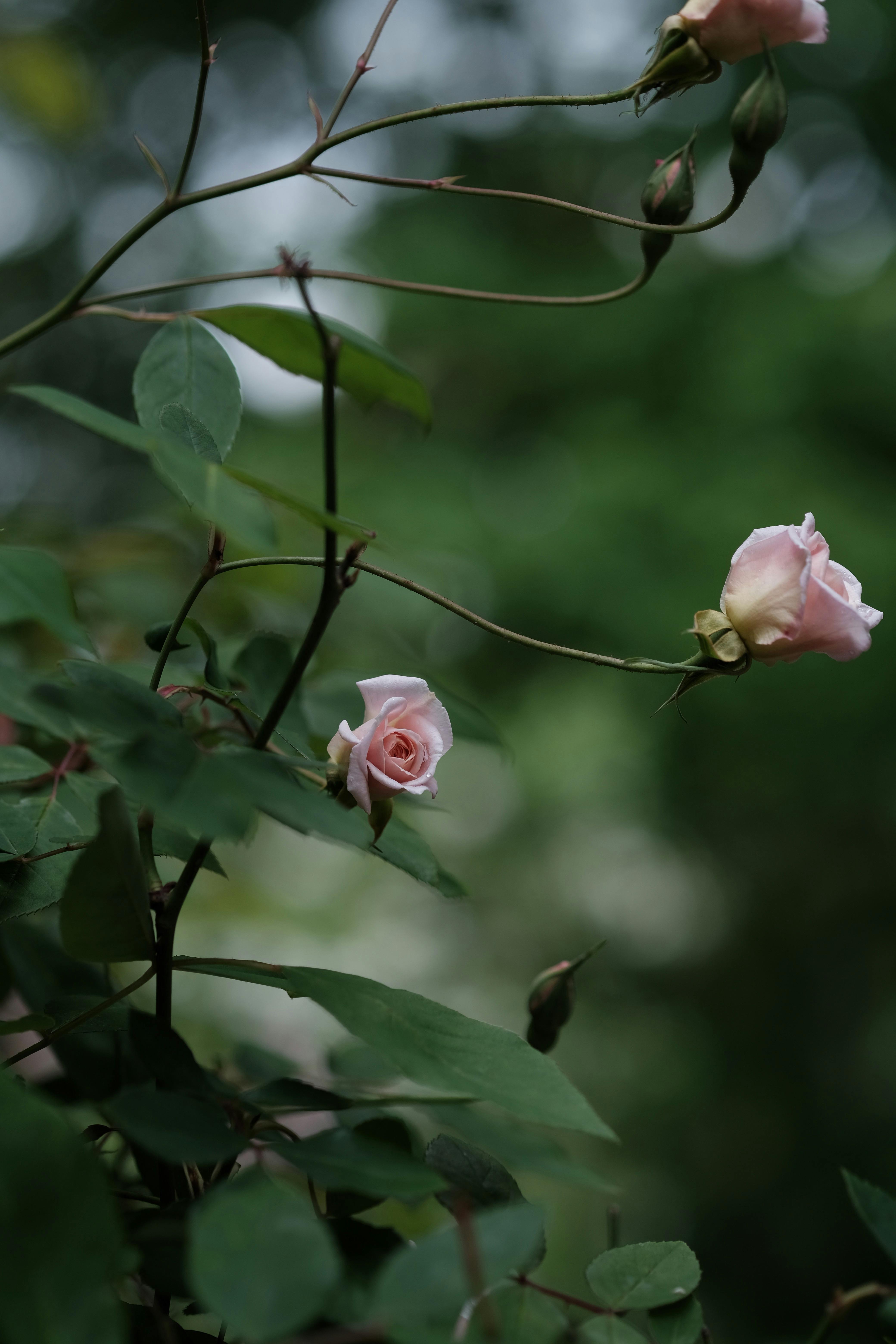 Roses Bundle Photos, Download Free Roses Bundle Stock Photos & HD Images