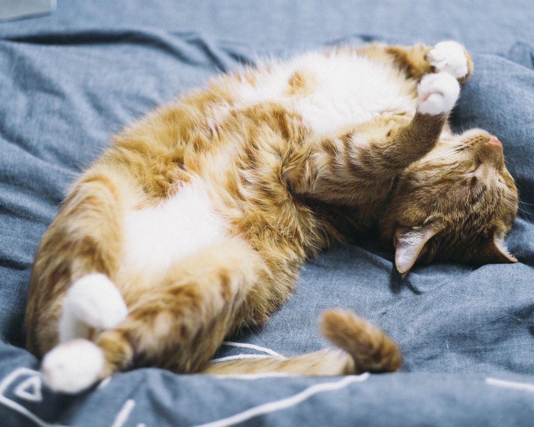 Tabby Cat Life Expectancy: A Comprehensive Guide