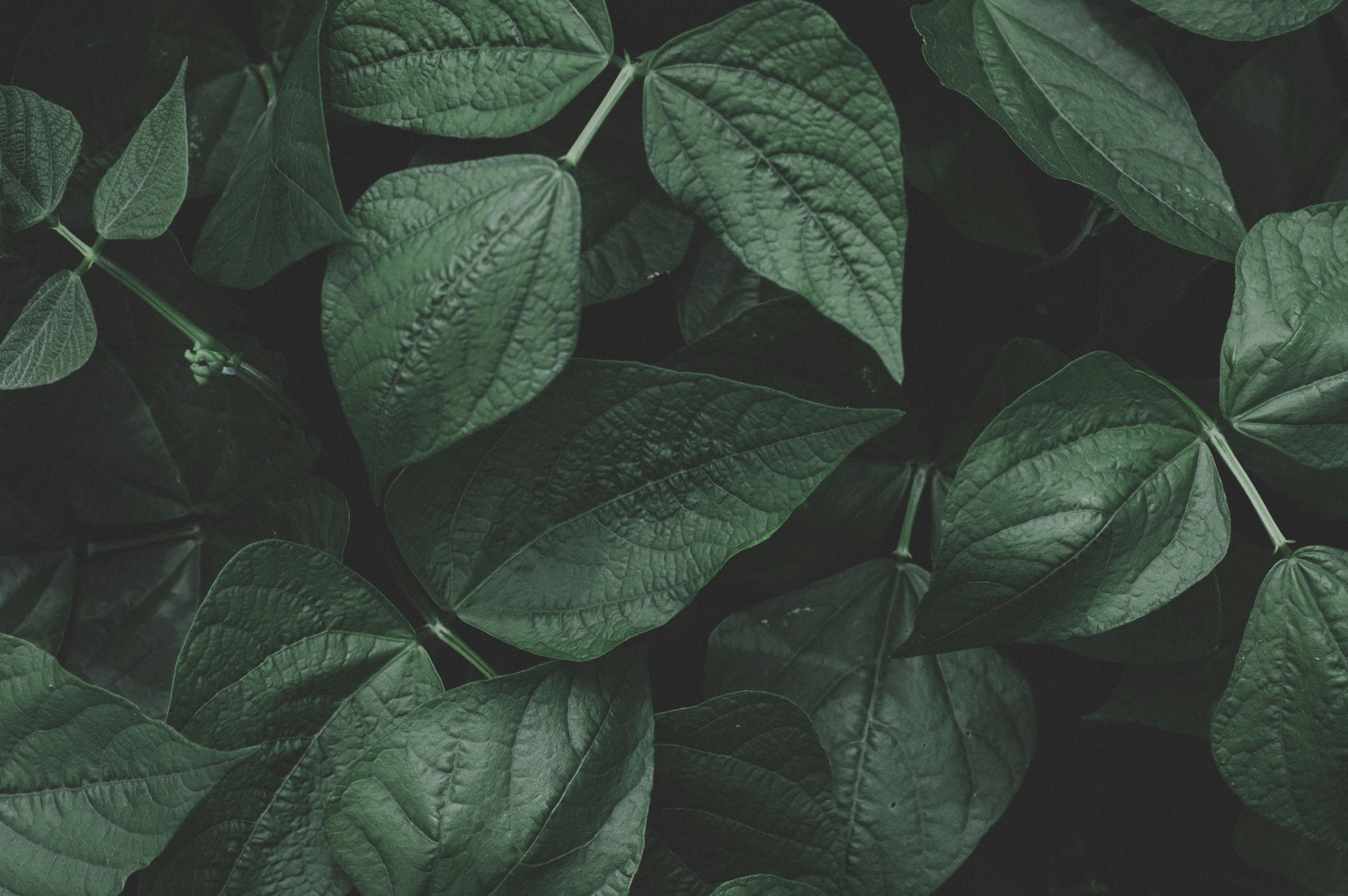 1000+ Great Leaves Photos · Pexels · Free Stock Photos