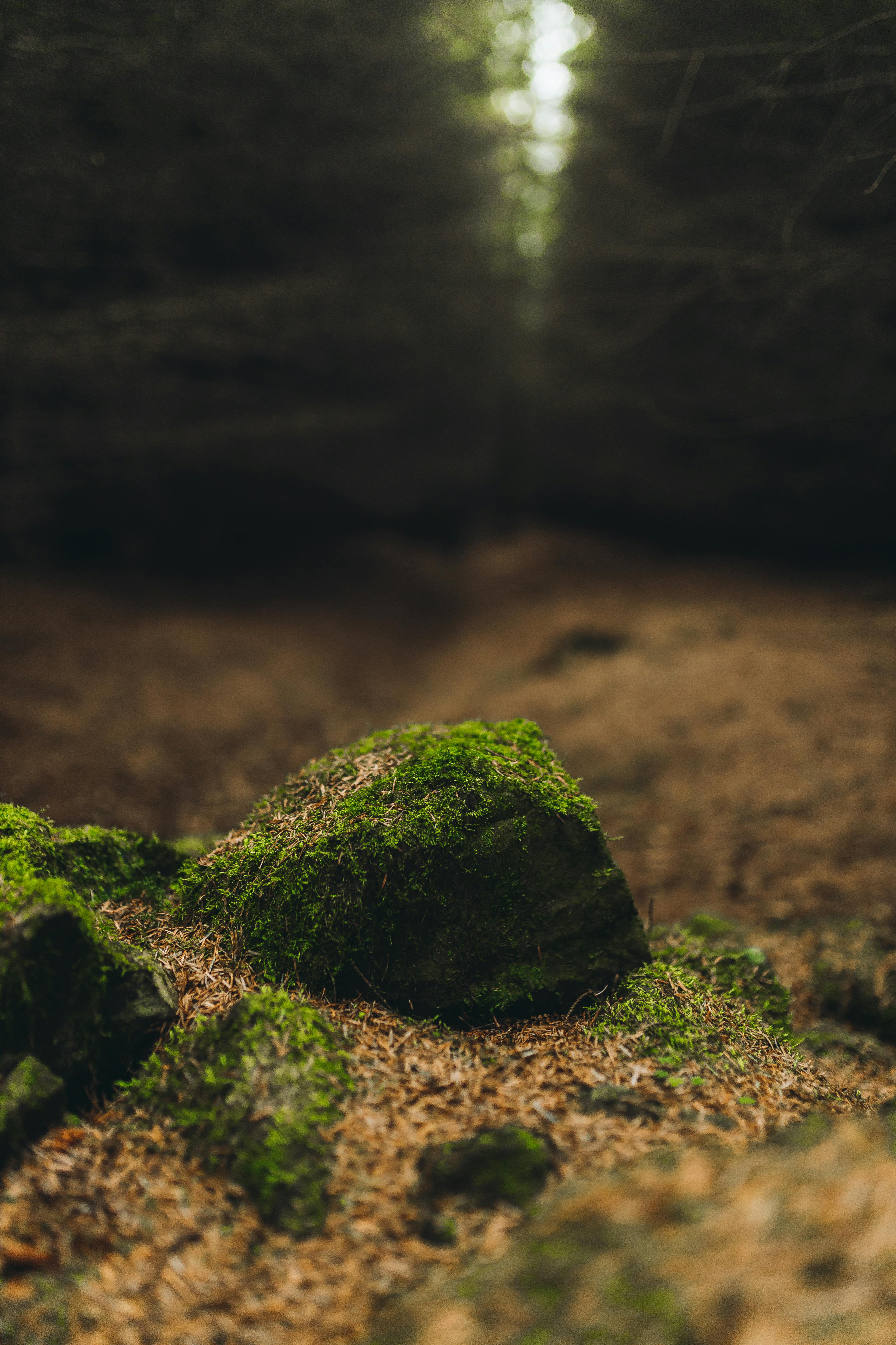 Close Up Photo of a Mossy Rock · Free Stock Photo