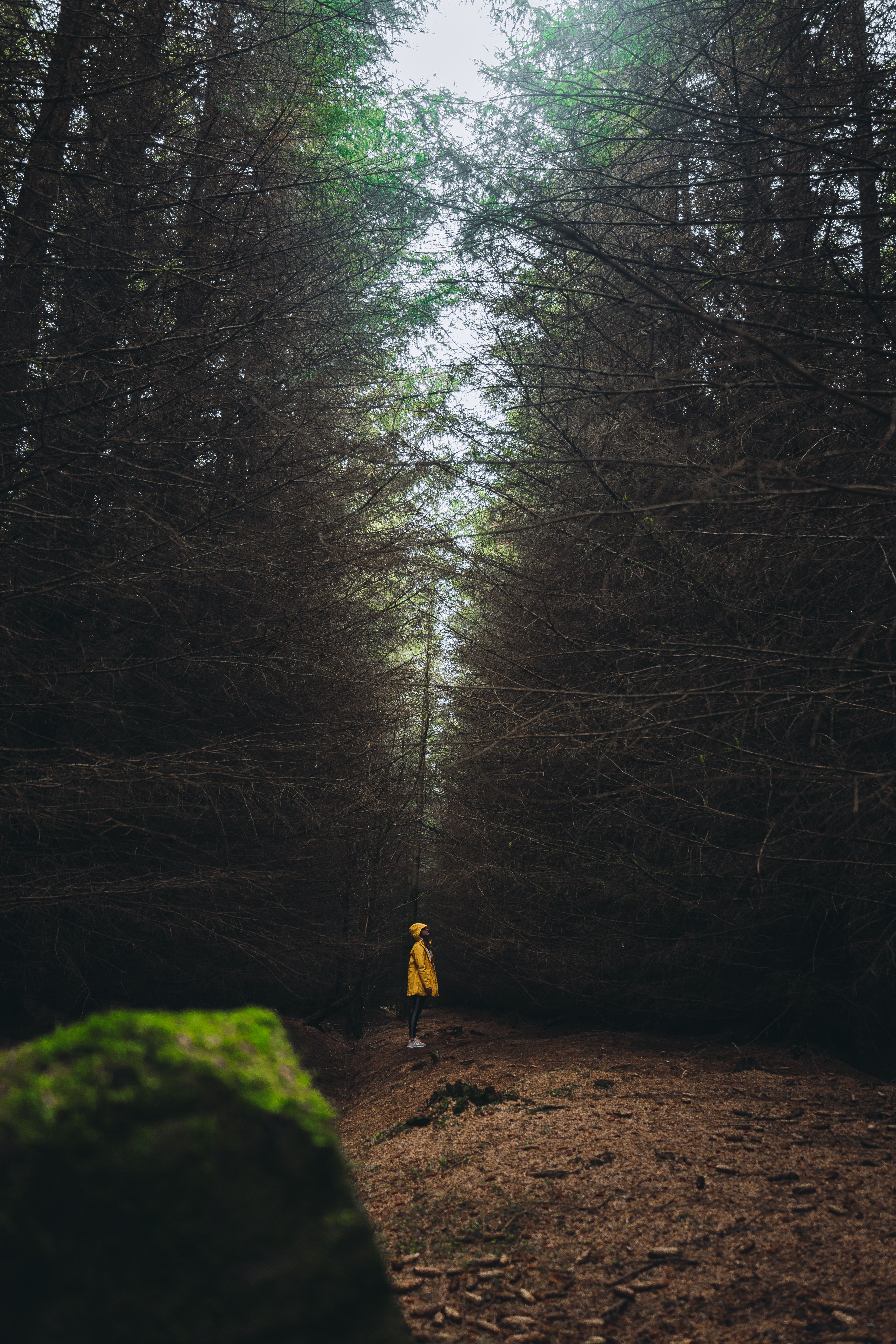 Person in Yellow Jacket Standing in the Middle of Trees · Free Stock Photo