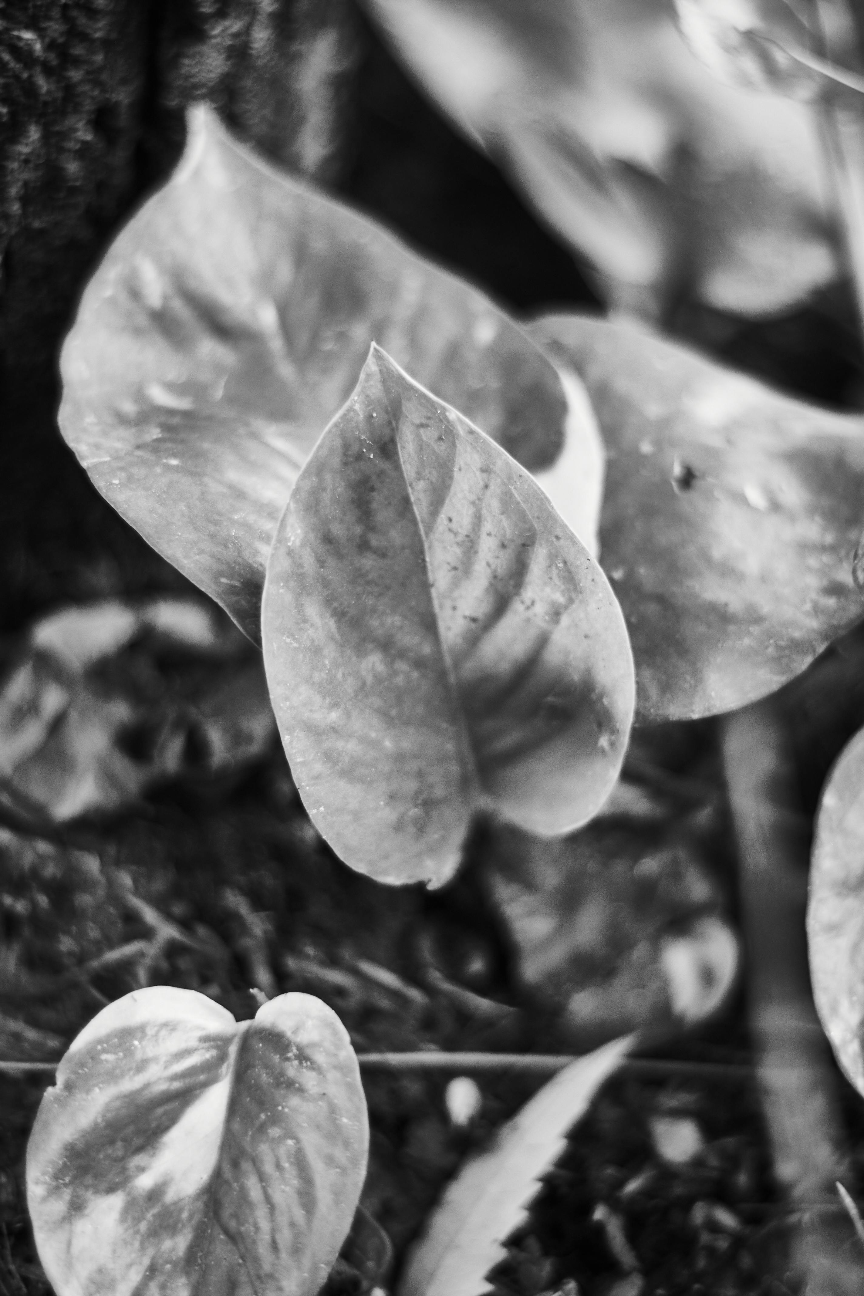 Deepak Maurya - Photography