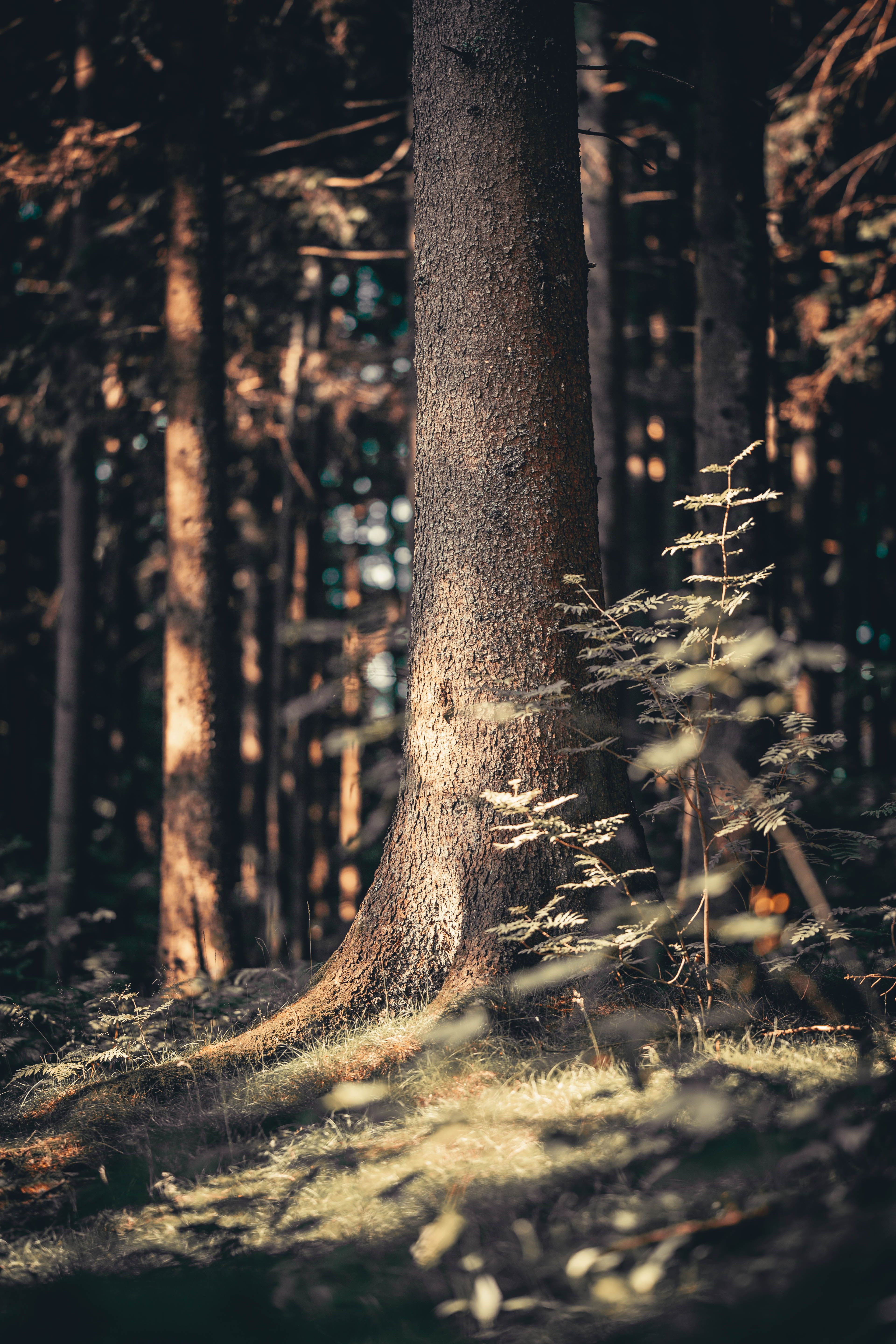 Scary View of Forest at Night · Free Stock Photo