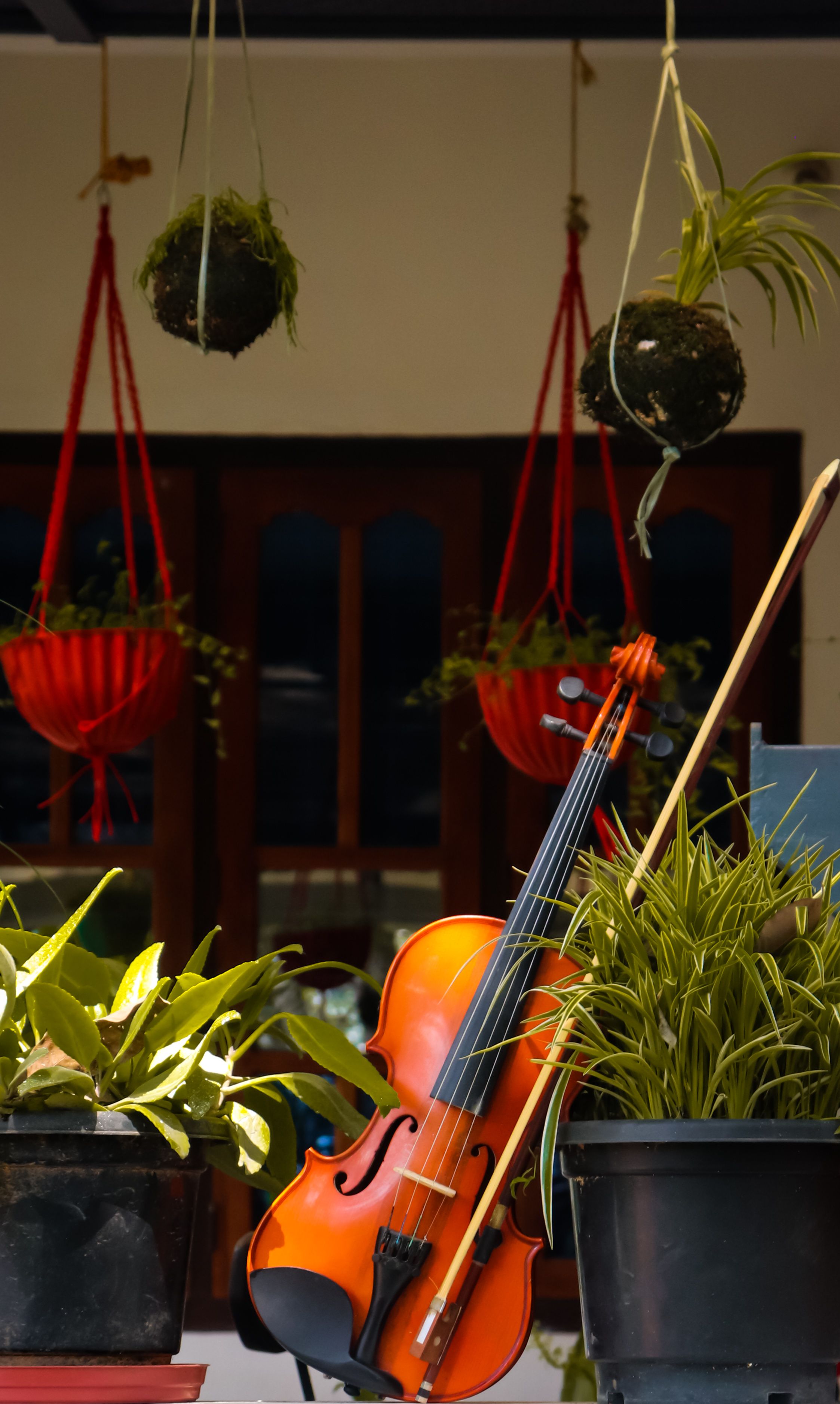 Instrument And Plants Photos, Download The BEST Free Instrument And ...