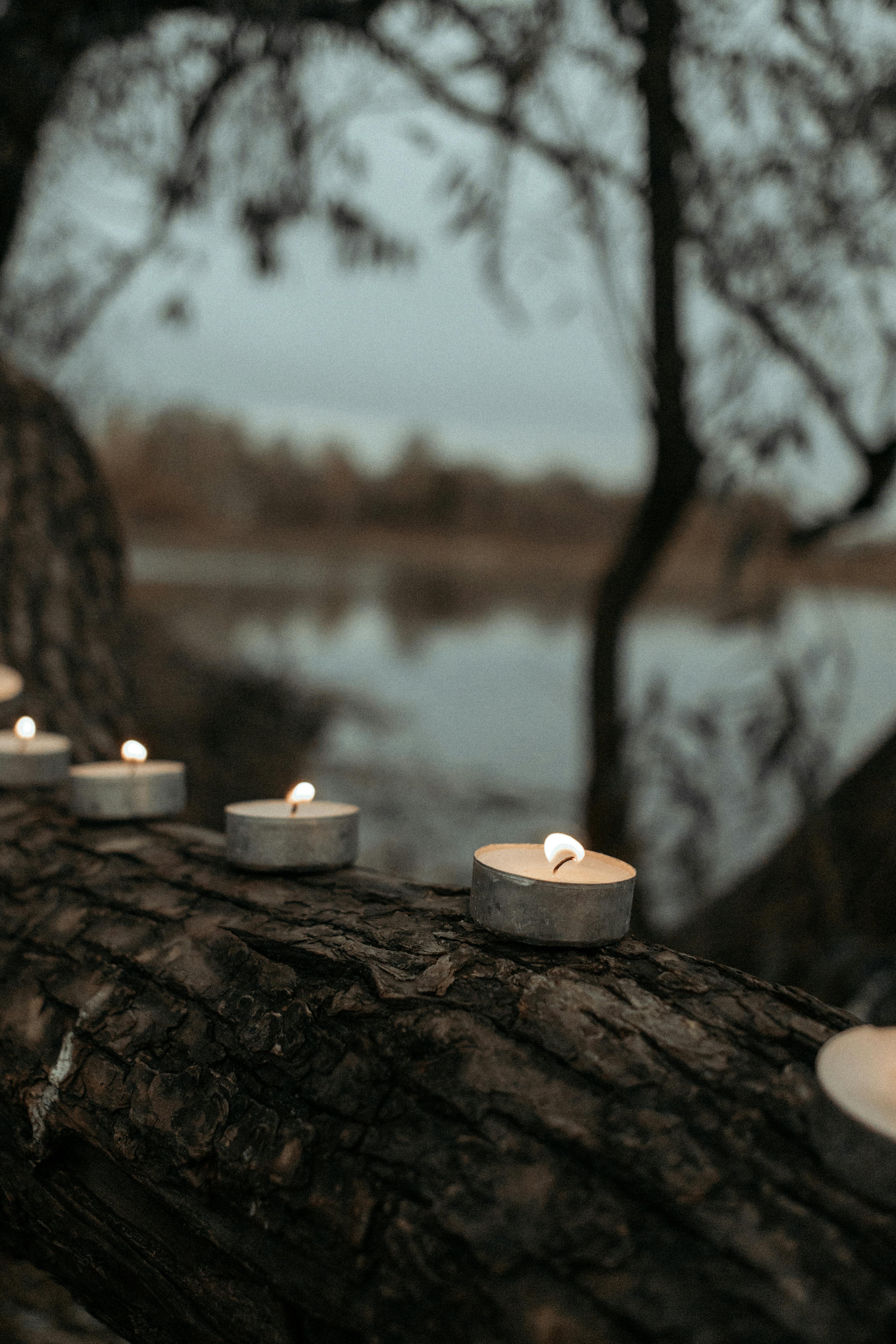 Lighted Candles on Tree Branch · Free Stock Photo