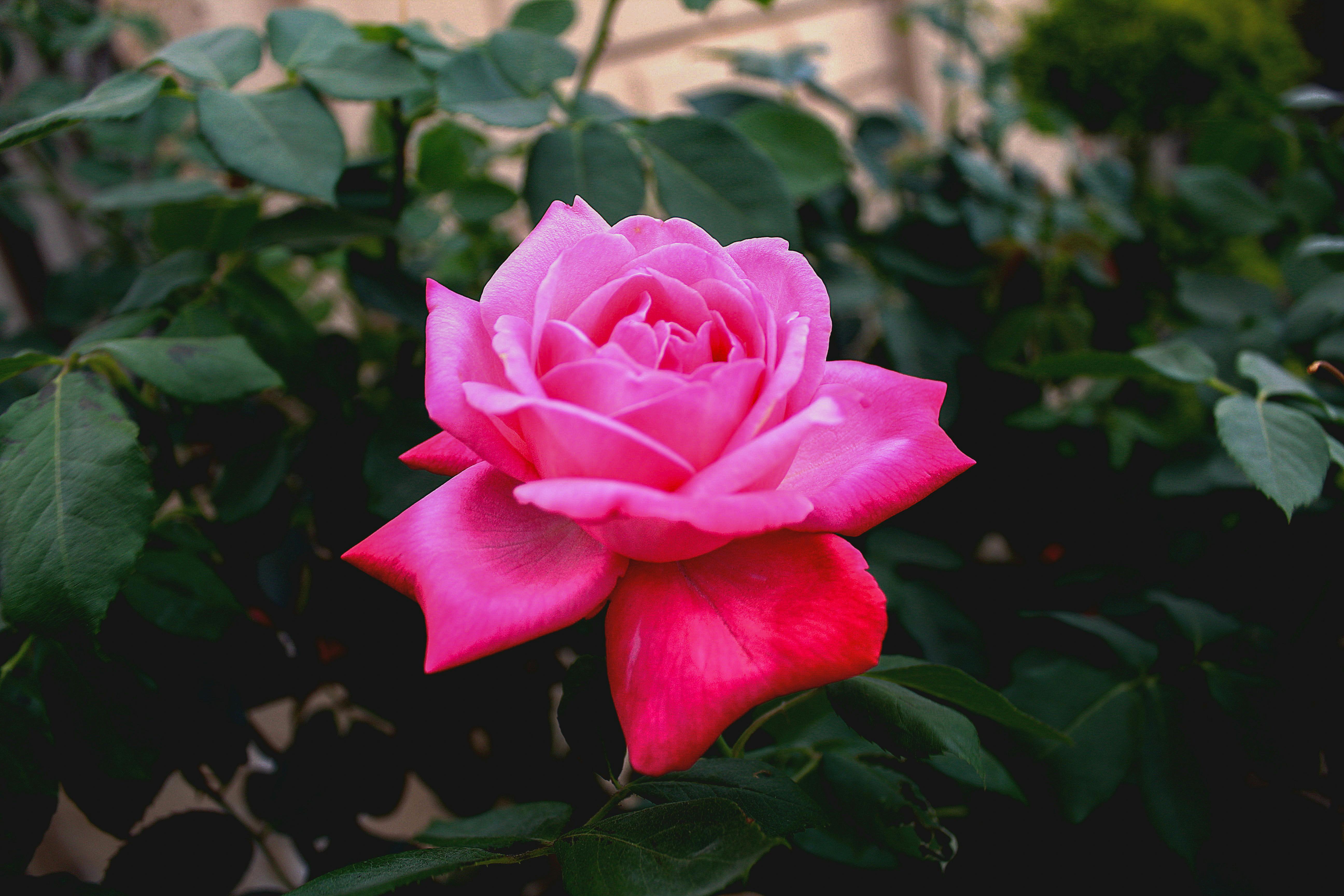 A Pink Rose in Bloom · Free Stock Photo
