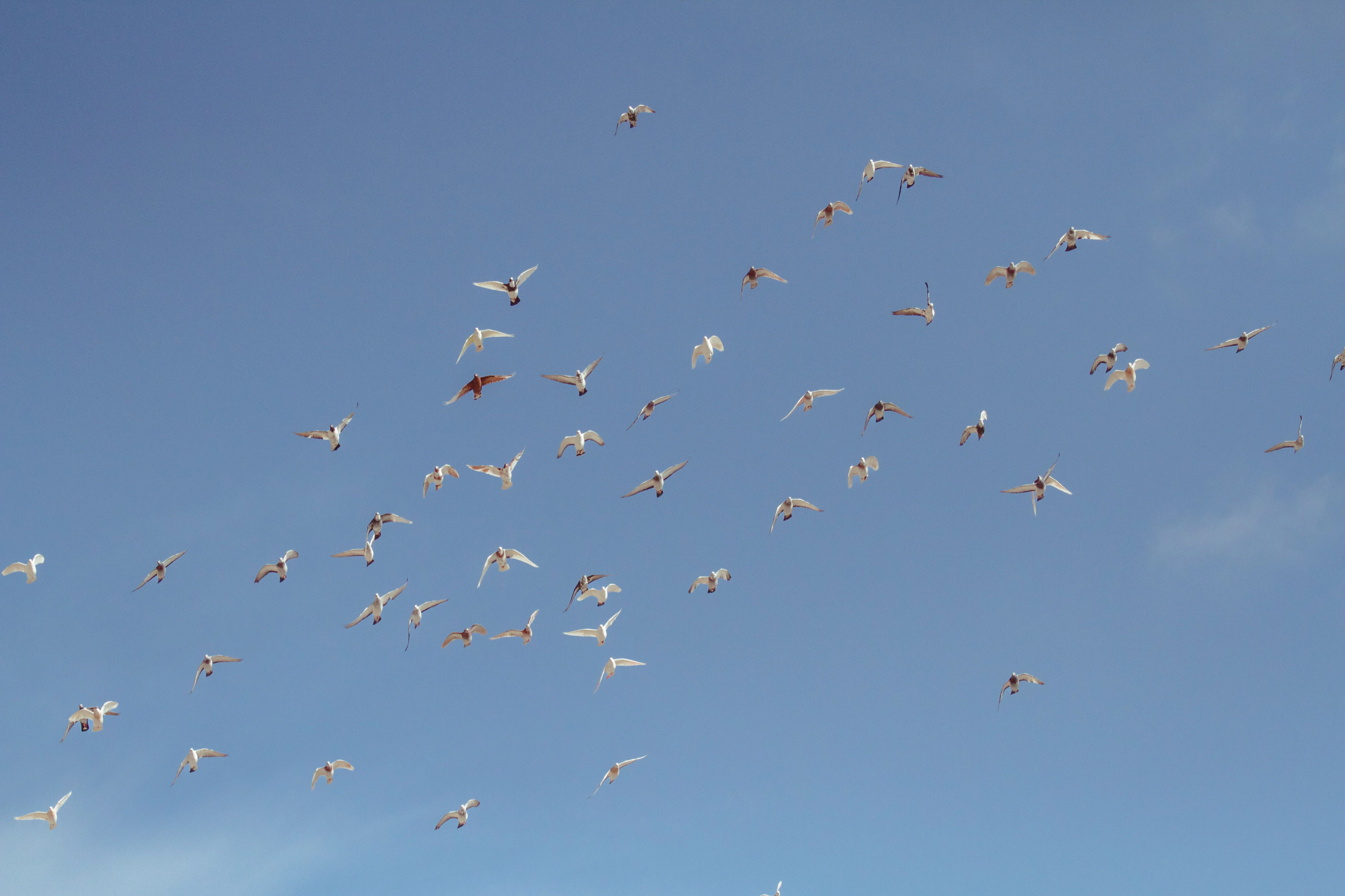 Flock of Birds Flying Under Blue Sky · Free Stock Photo
