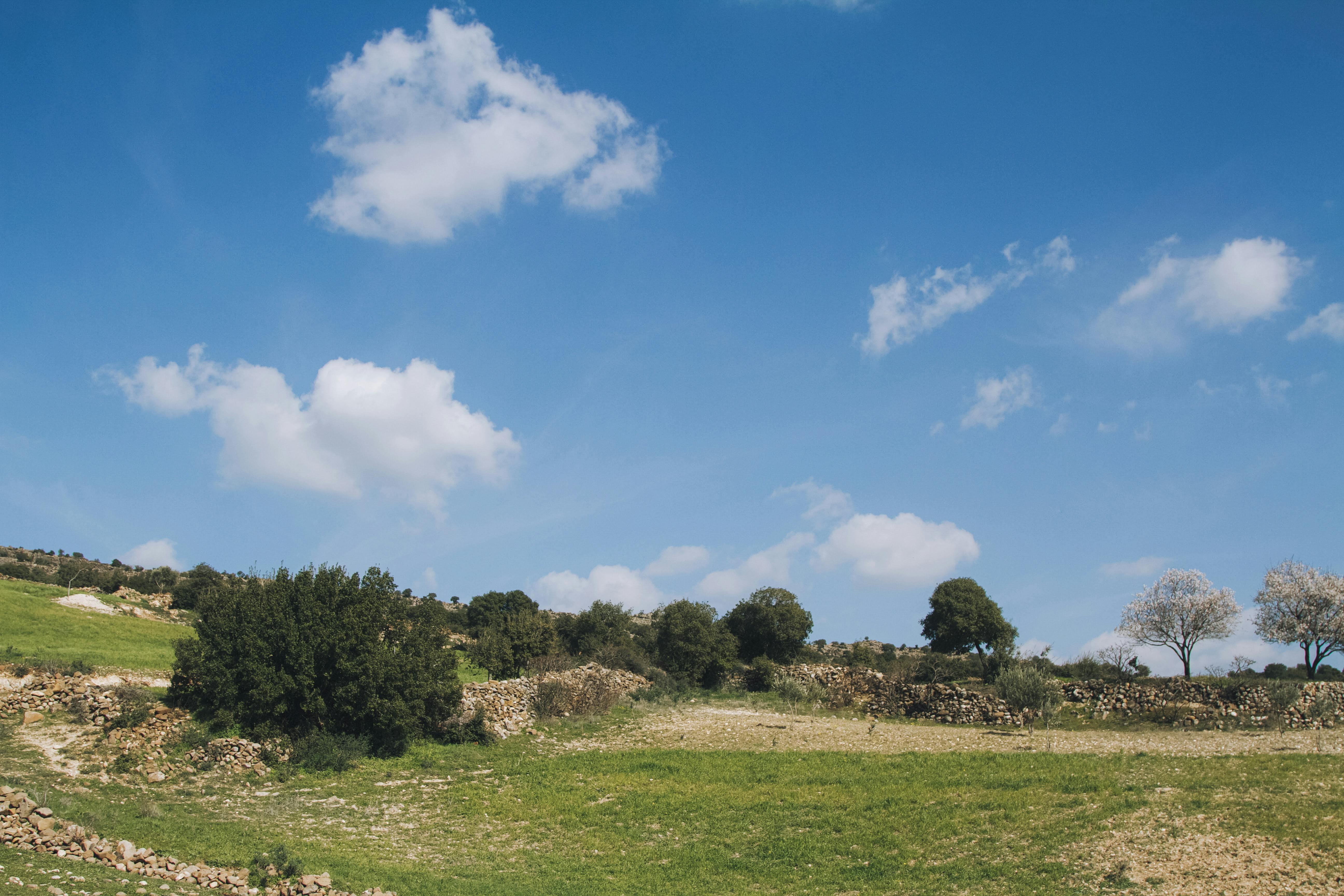 Scenery of Grassland with Trees · Free Stock Photo