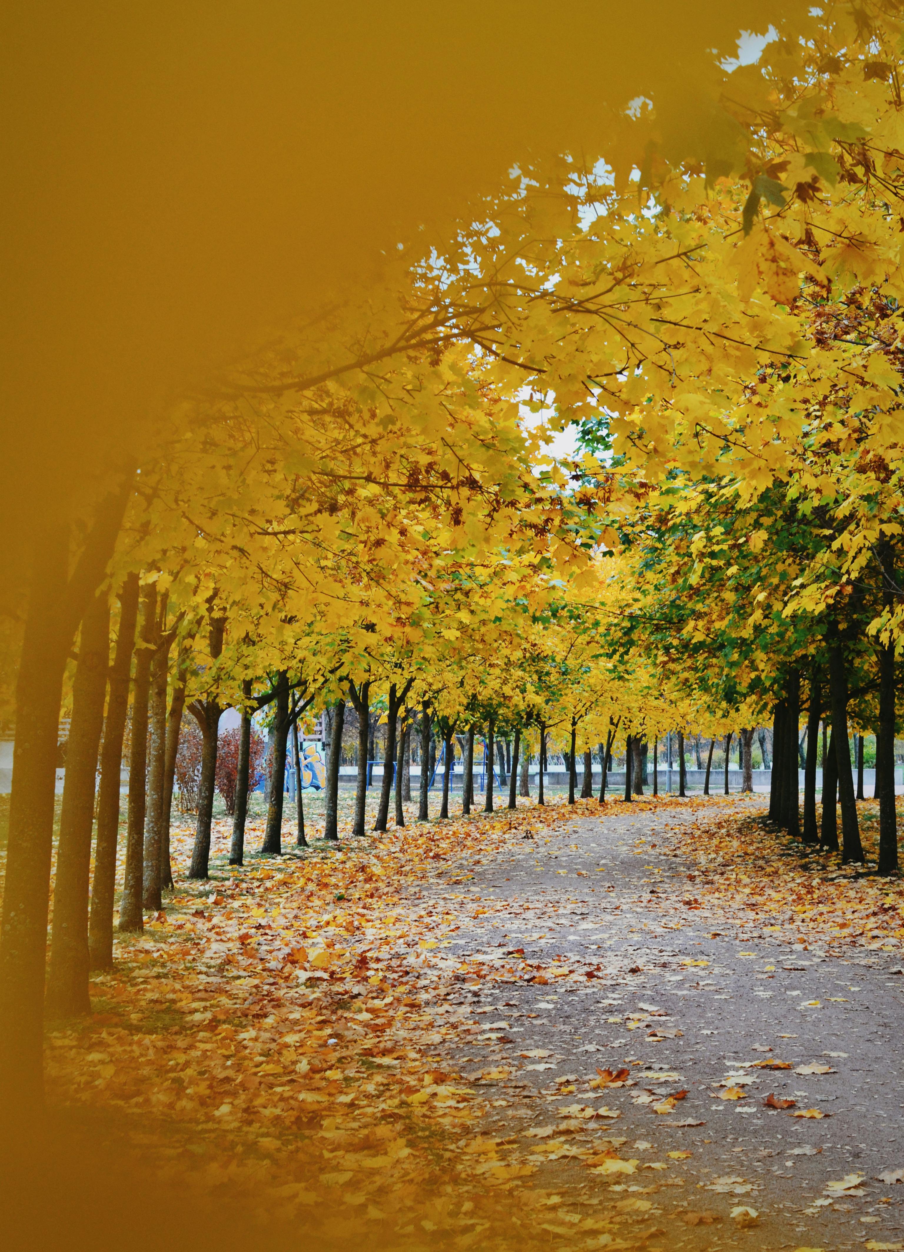 Concrete Road in Between Yellow Trees · Free Stock Photo
