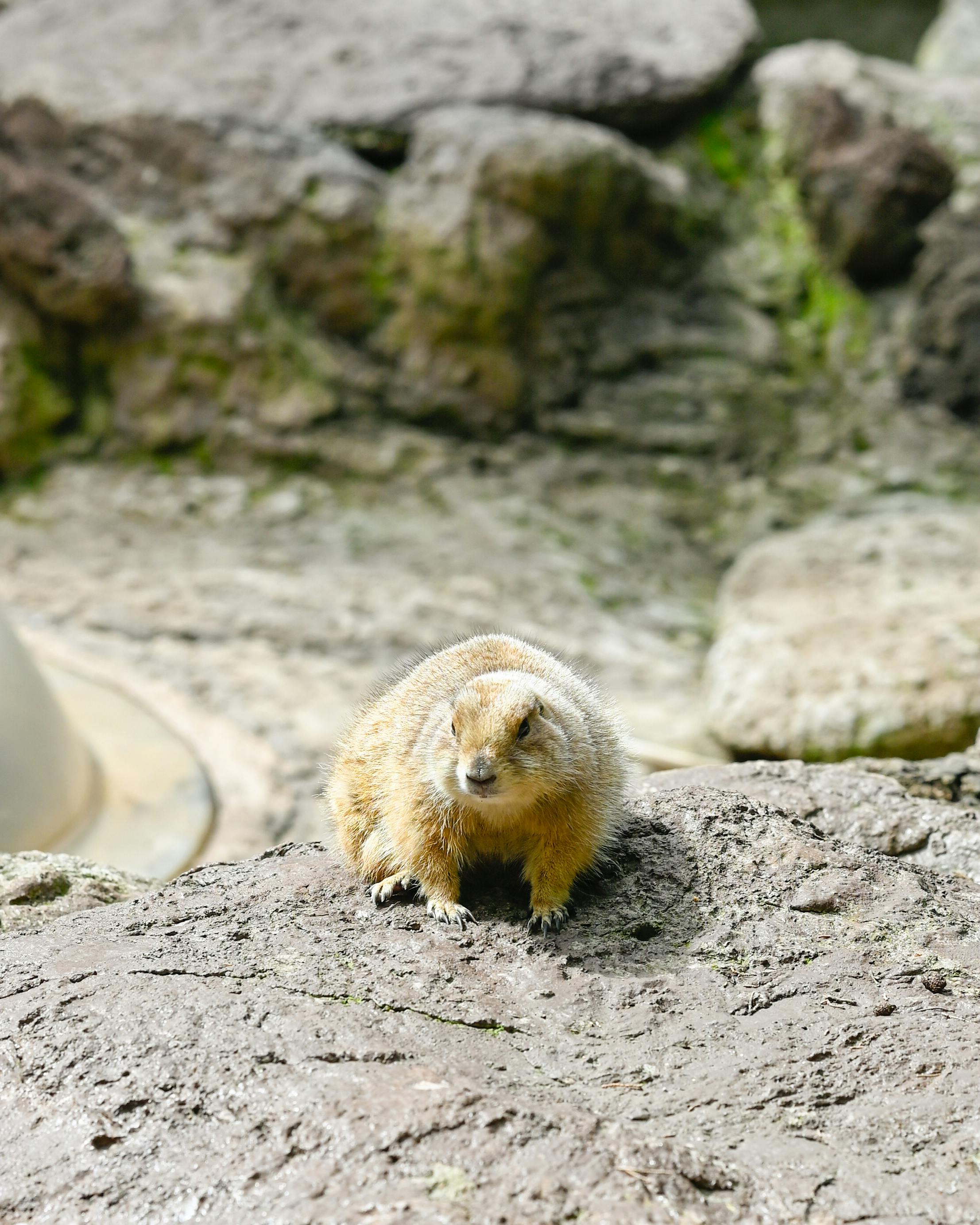 Brown and Gray Prairie Dog · Free Stock Photo