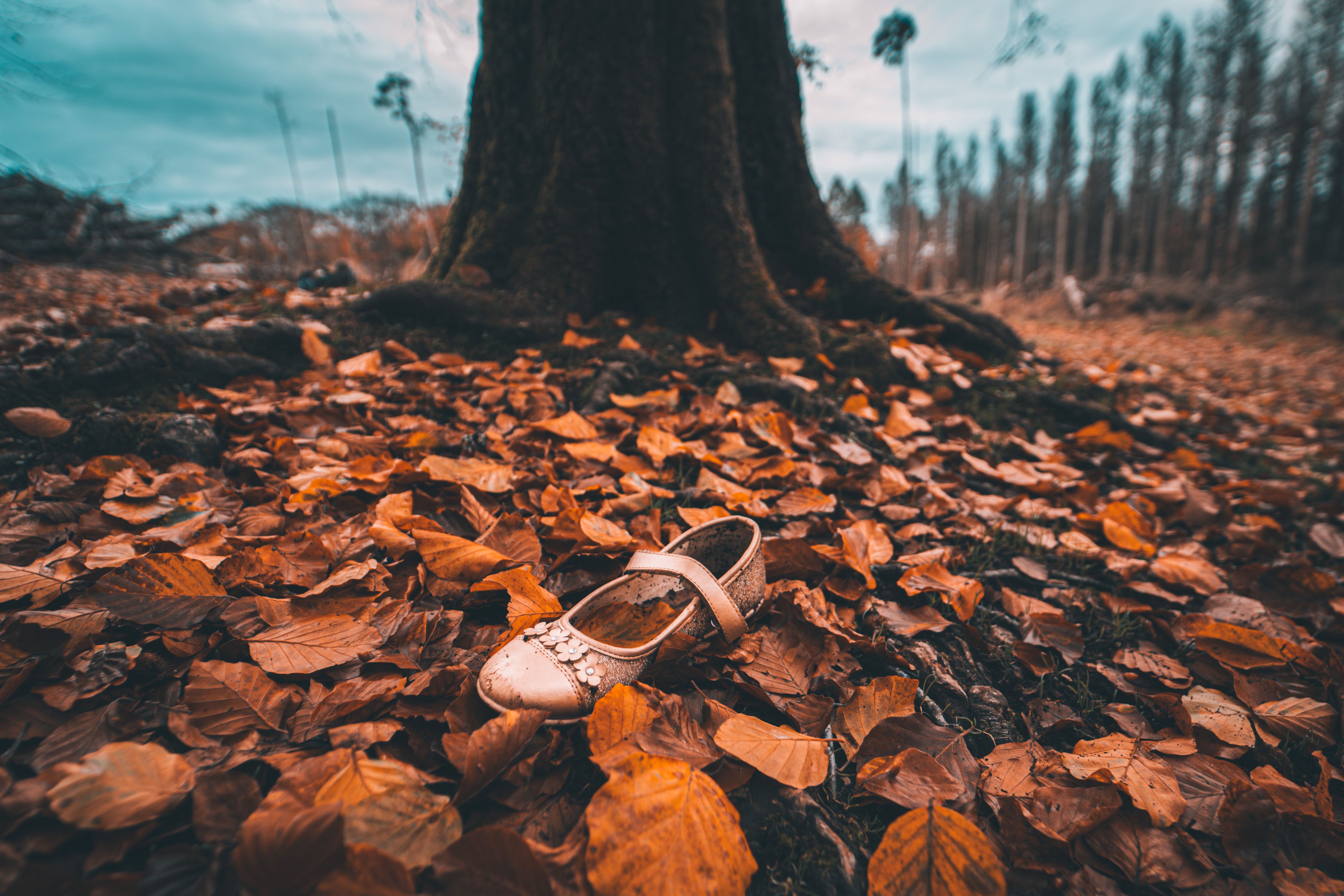 A Shoe on the Ground · Free Stock Photo
