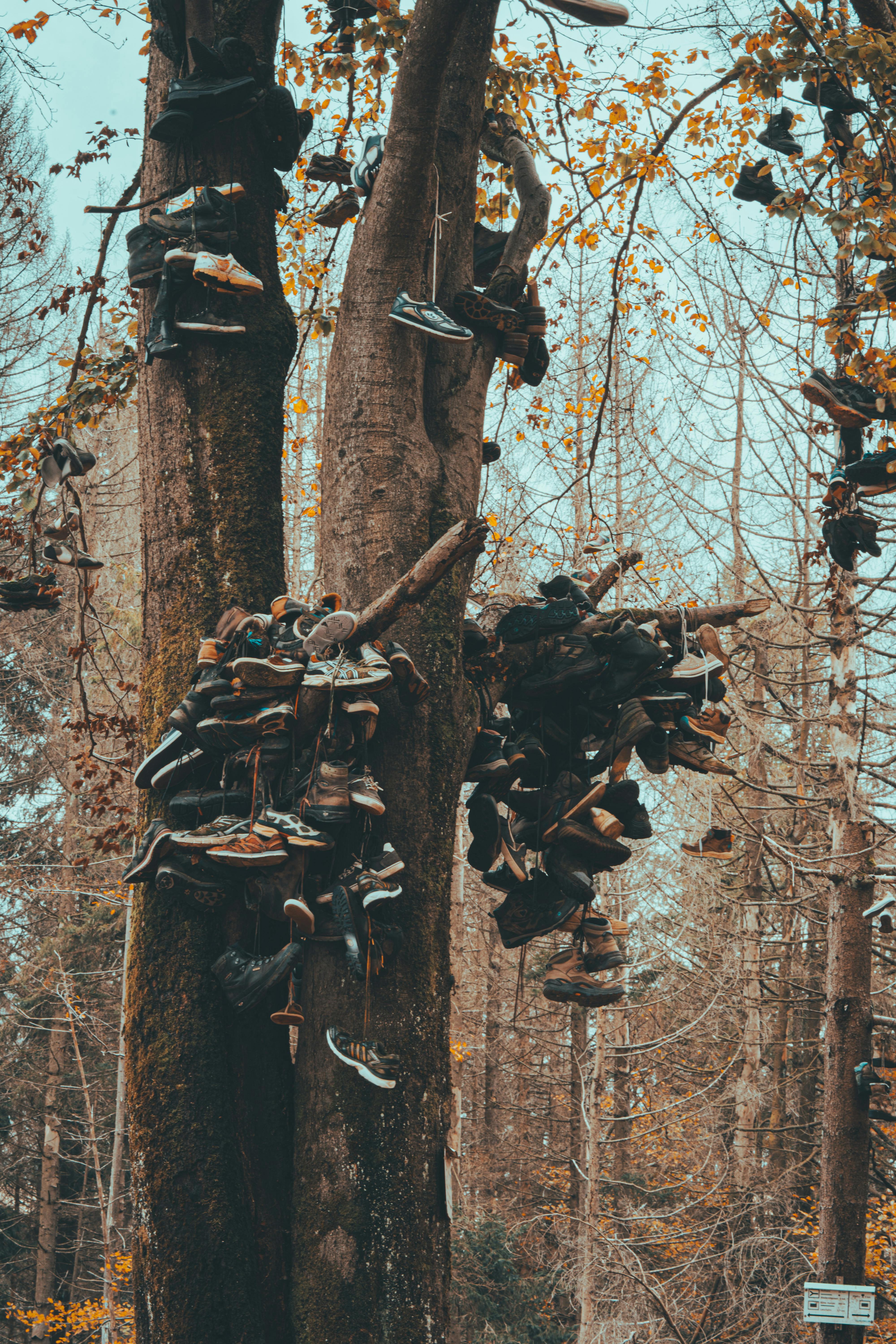 Shoes Hanging on the Trees · Free Stock Photo