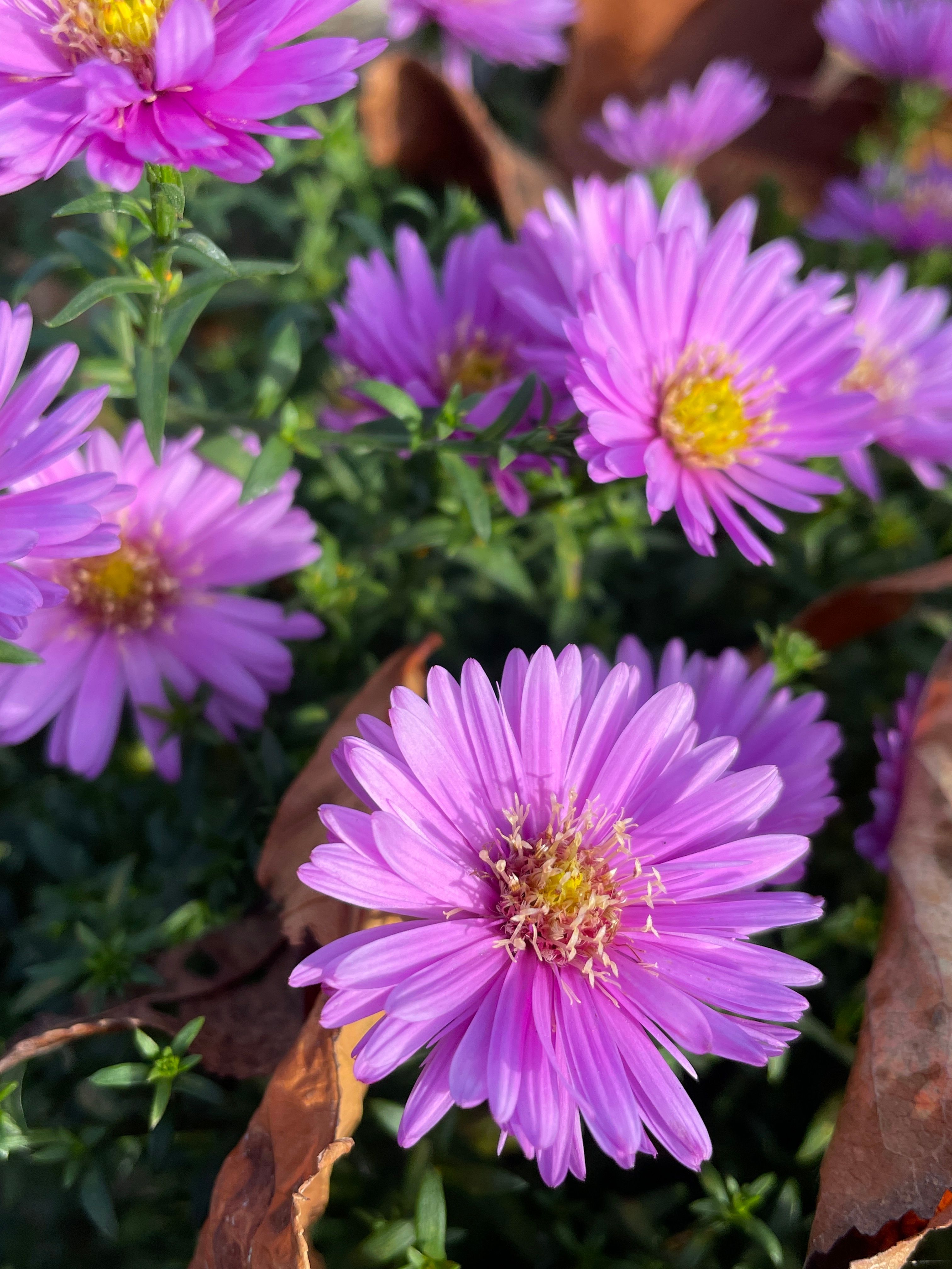 Purple Petal Flower · Free Stock Photo