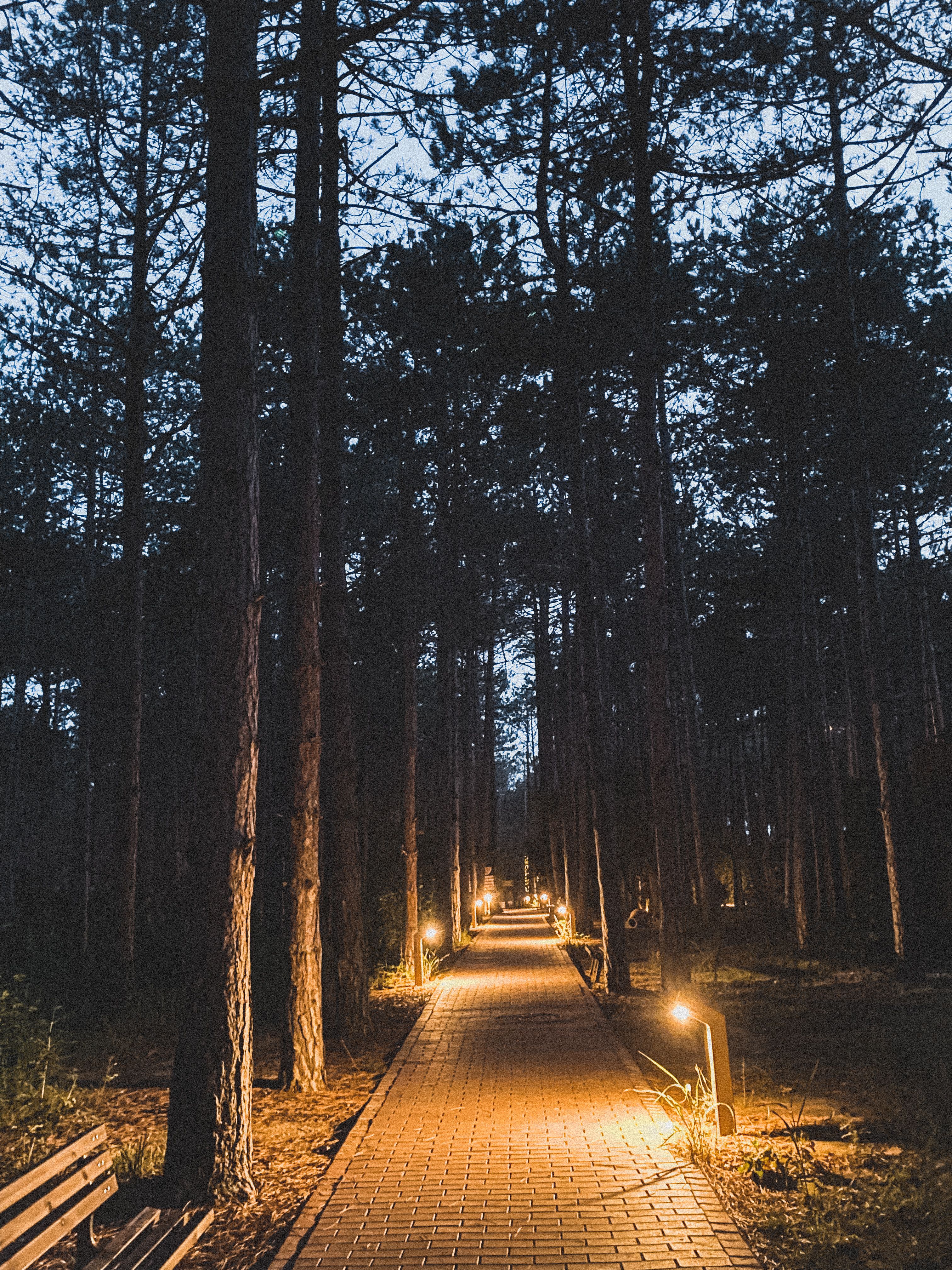 Paved Pathway Between Tall Trees · Free Stock Photo