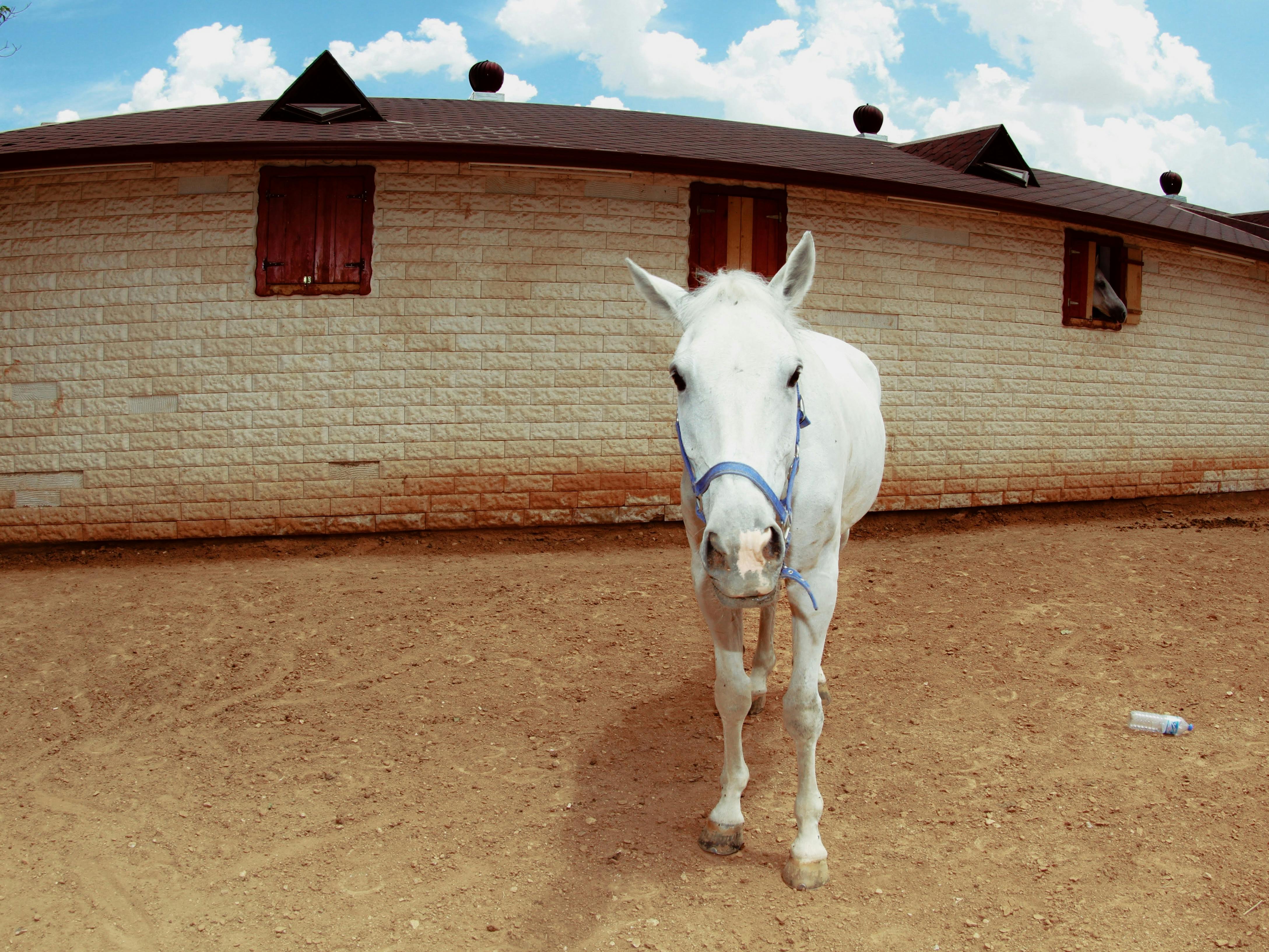 White Horse outside a Stable · Free Stock Photo