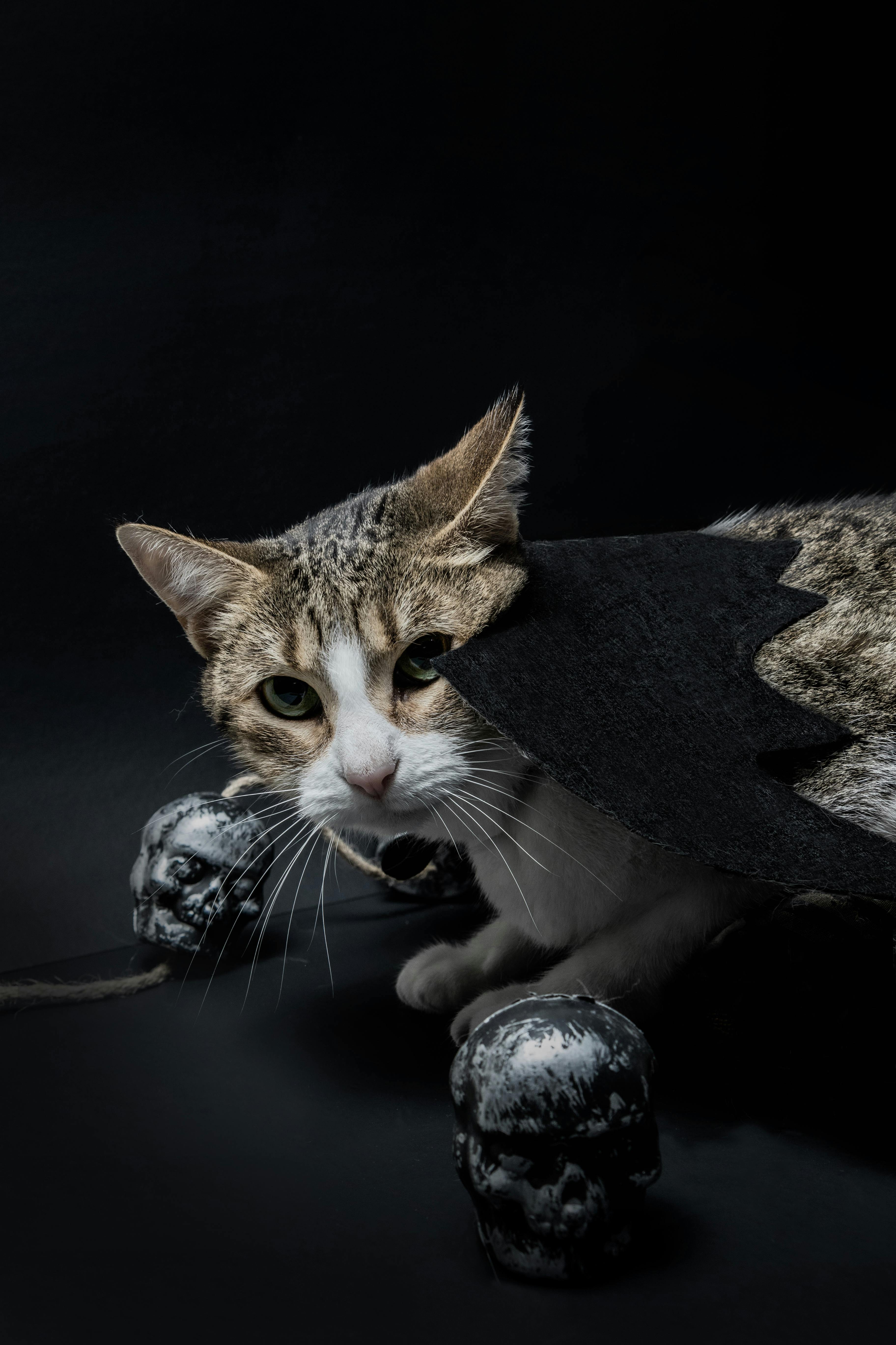 Spooky Animals Photos, Download The BEST Free Spooky Animals Stock ...